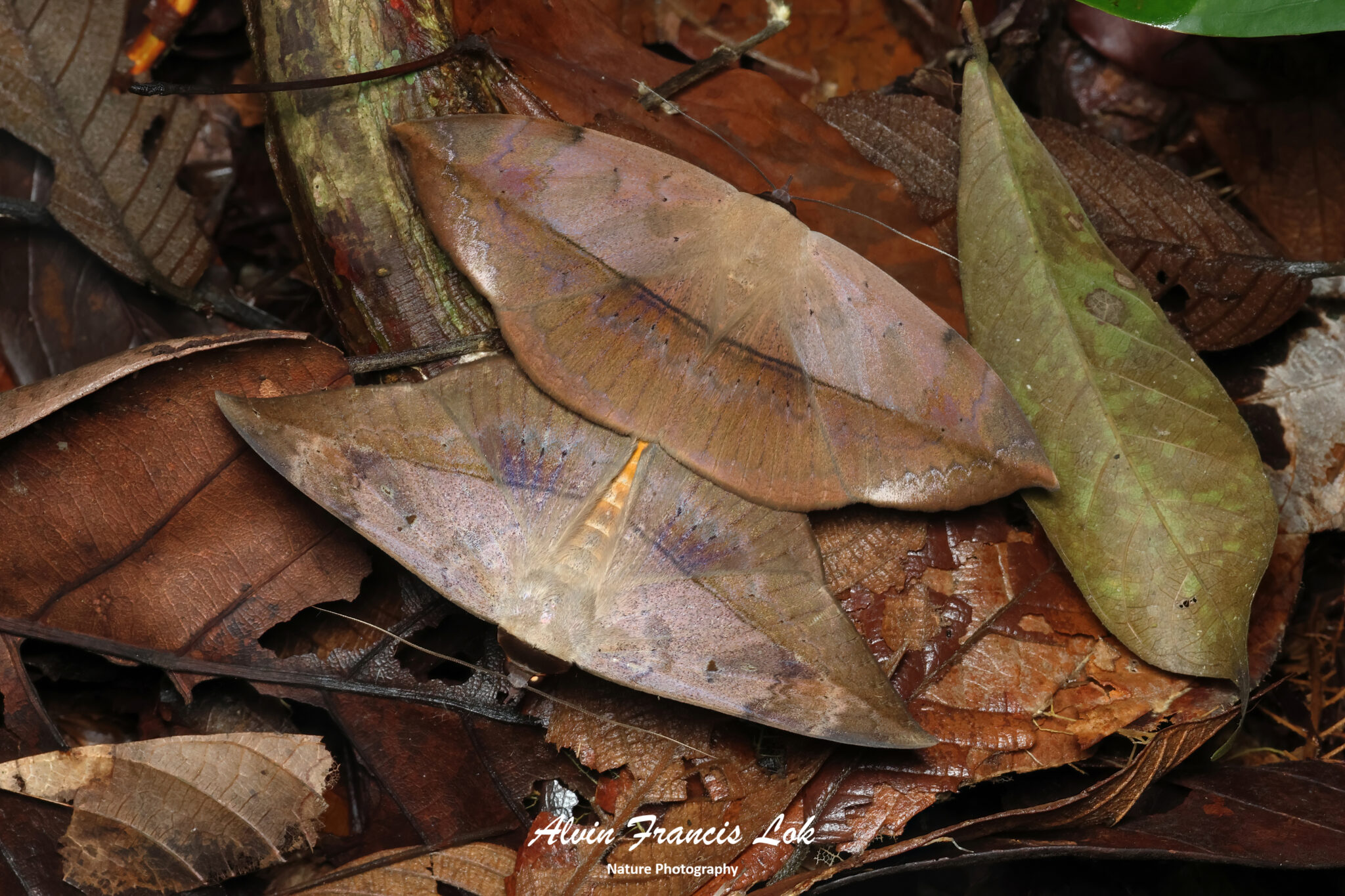 In Focus - Biodiversity (Singapore)