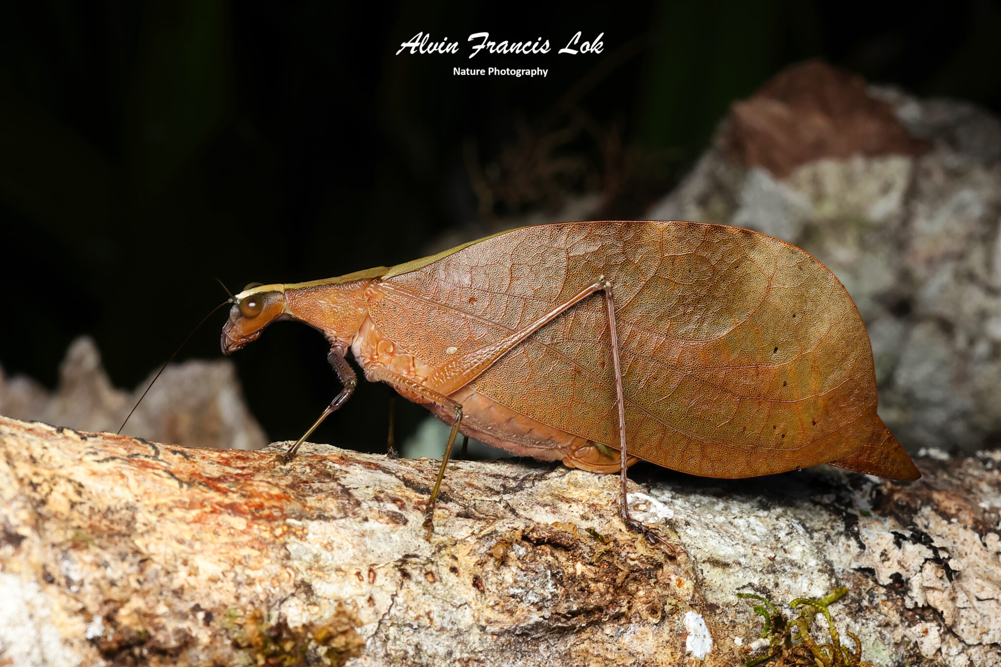 In Focus - Biodiversity (Singapore)