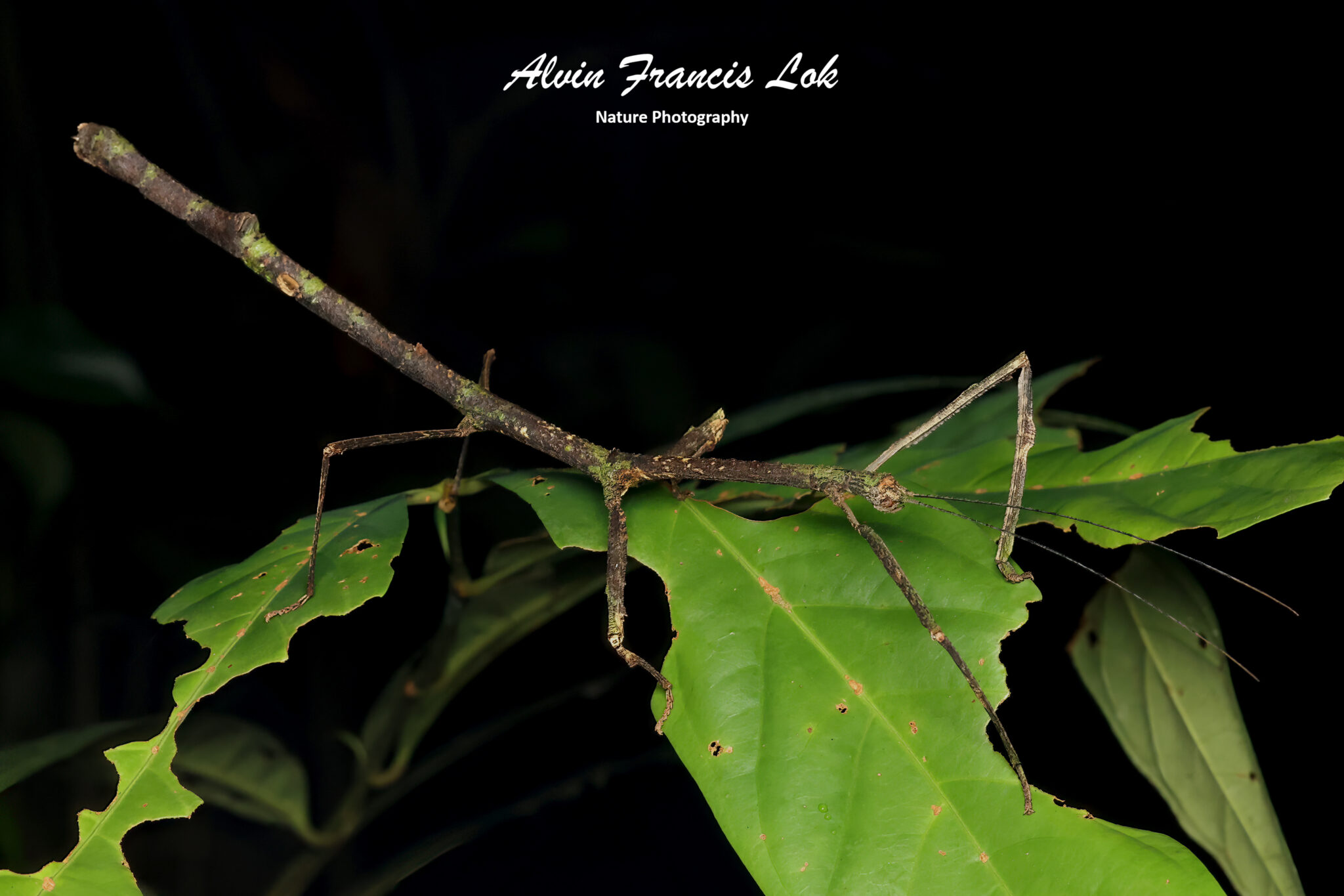 In Focus - Biodiversity (Singapore)