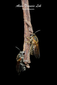 Bees (Epifamily Anthophila) - Biodiversity (Singapore)