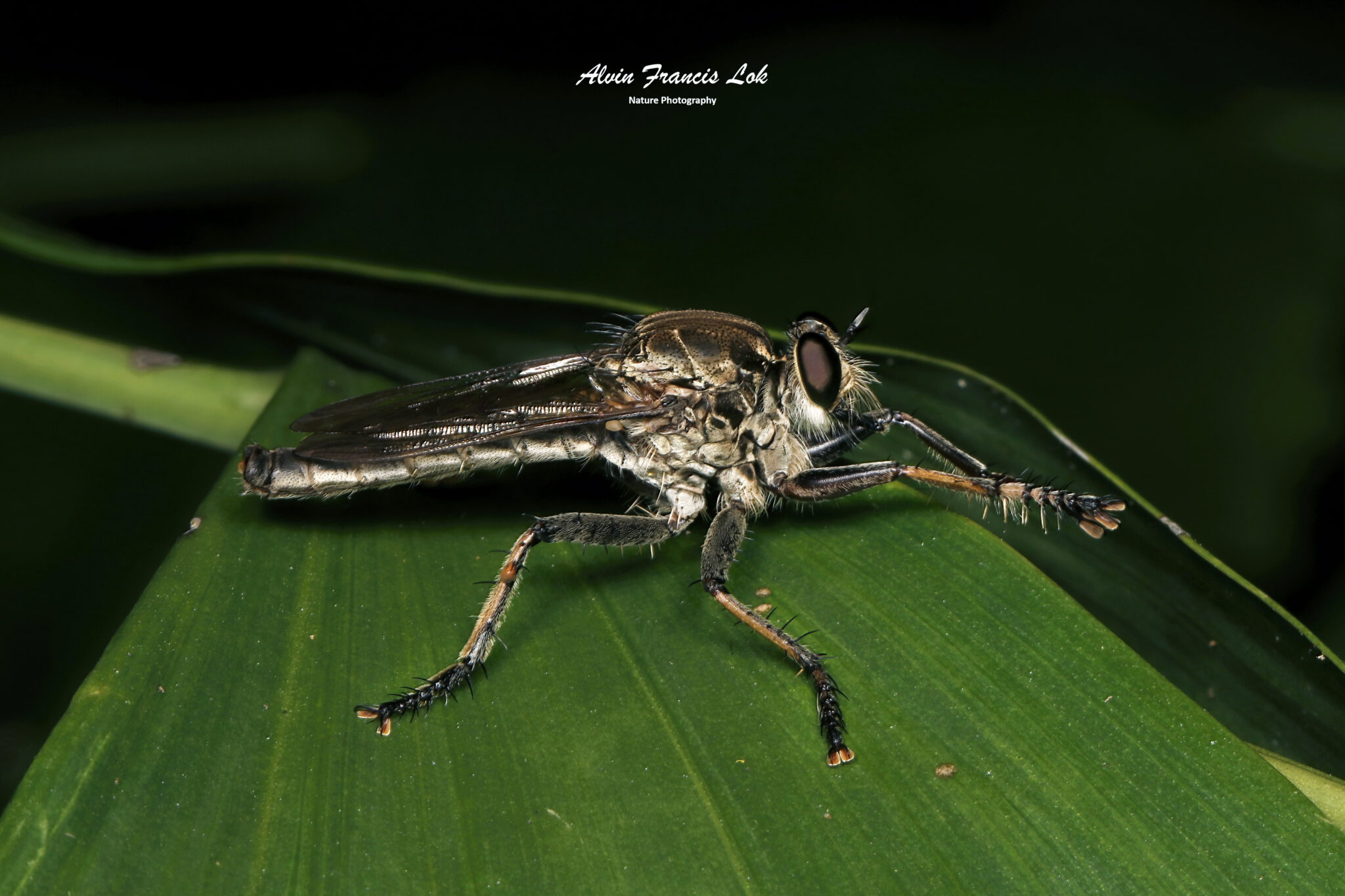 Diptera (True Flies) - Biodiversity (Singapore)