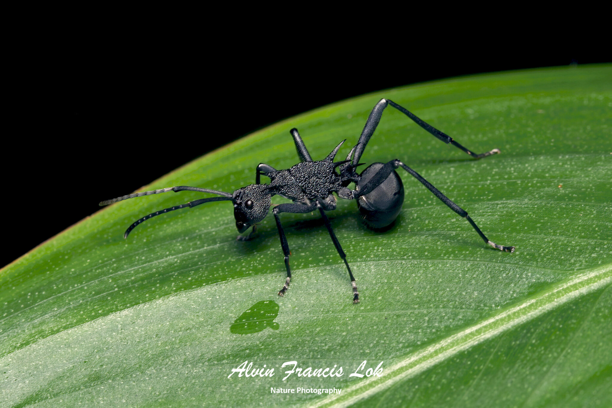 Ants (Family Formicidae) - Biodiversity (Singapore)