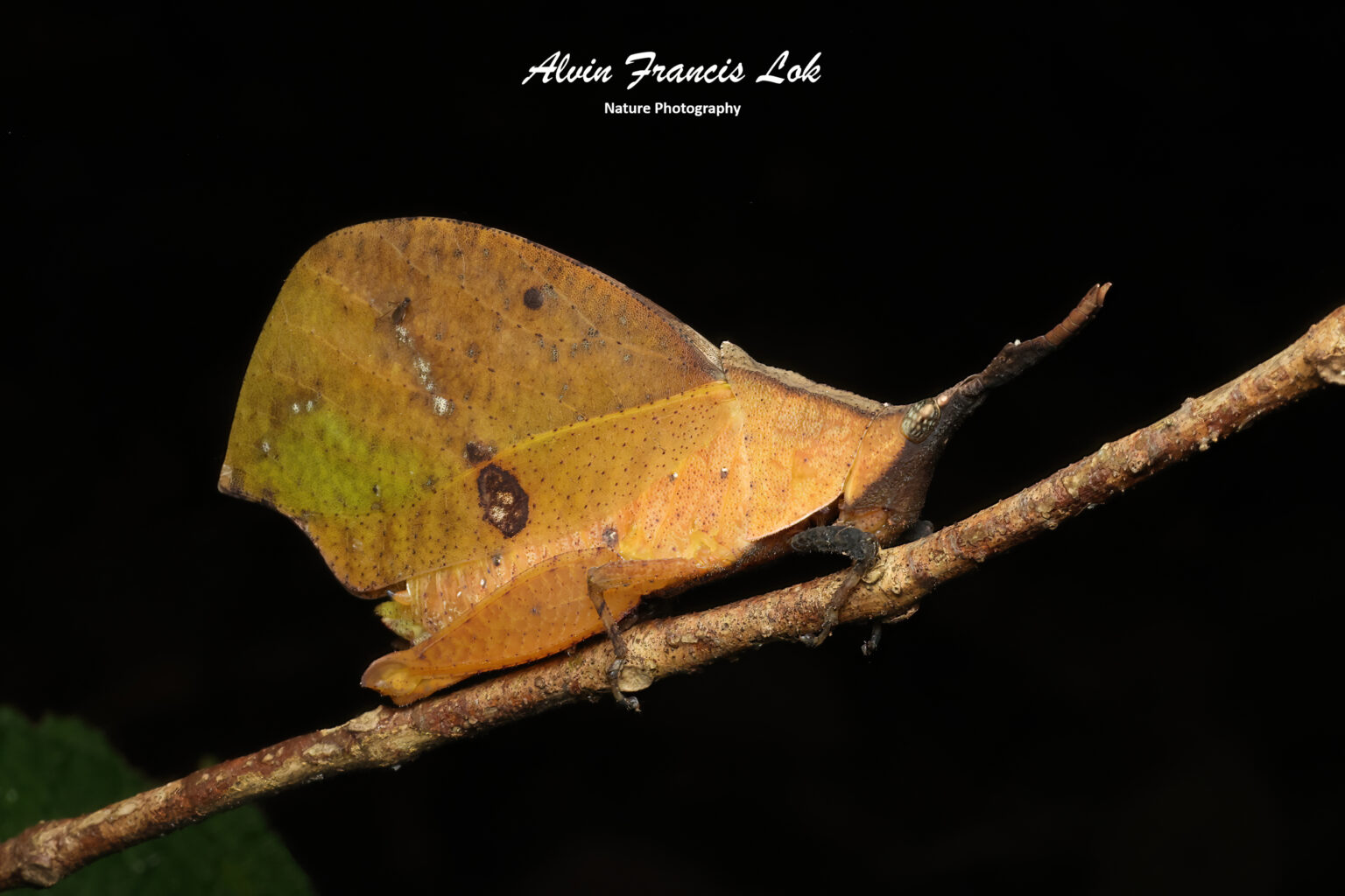In Focus - Biodiversity (Singapore)