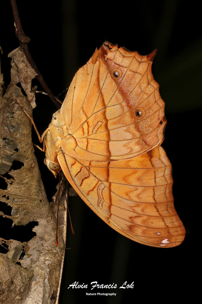 In Focus - Biodiversity (Singapore)