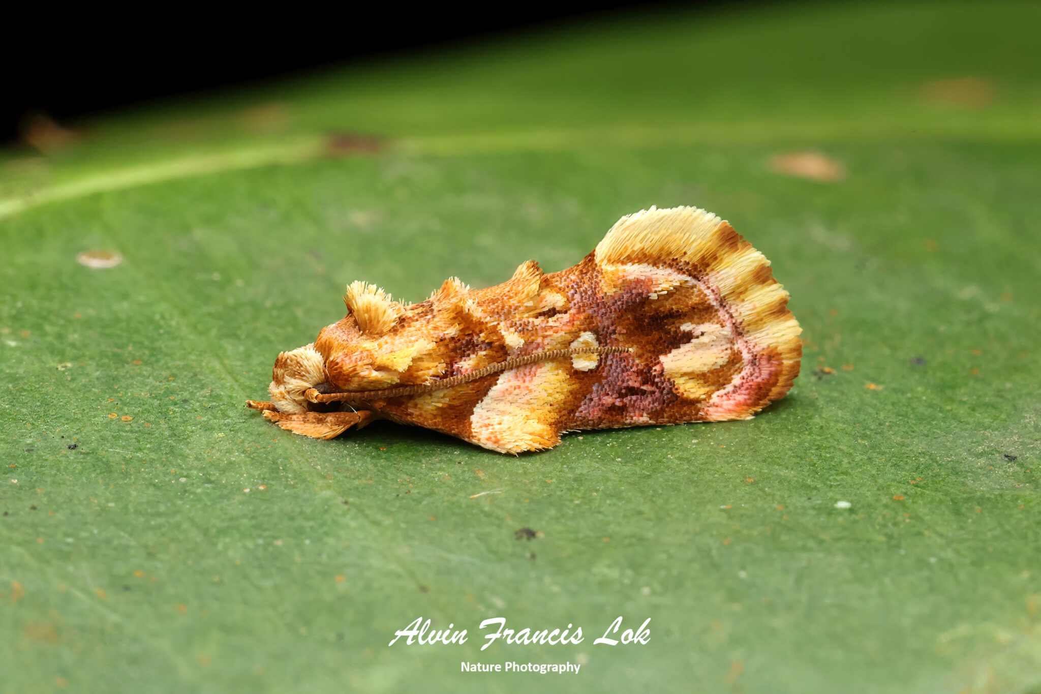 Lepidoptera (Butterflies and Moths) - Biodiversity (Singapore)