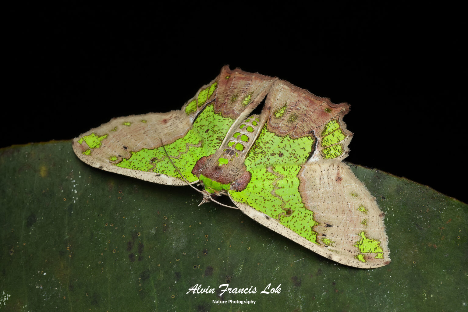 Lepidoptera (Butterflies and Moths) - Biodiversity (Singapore)