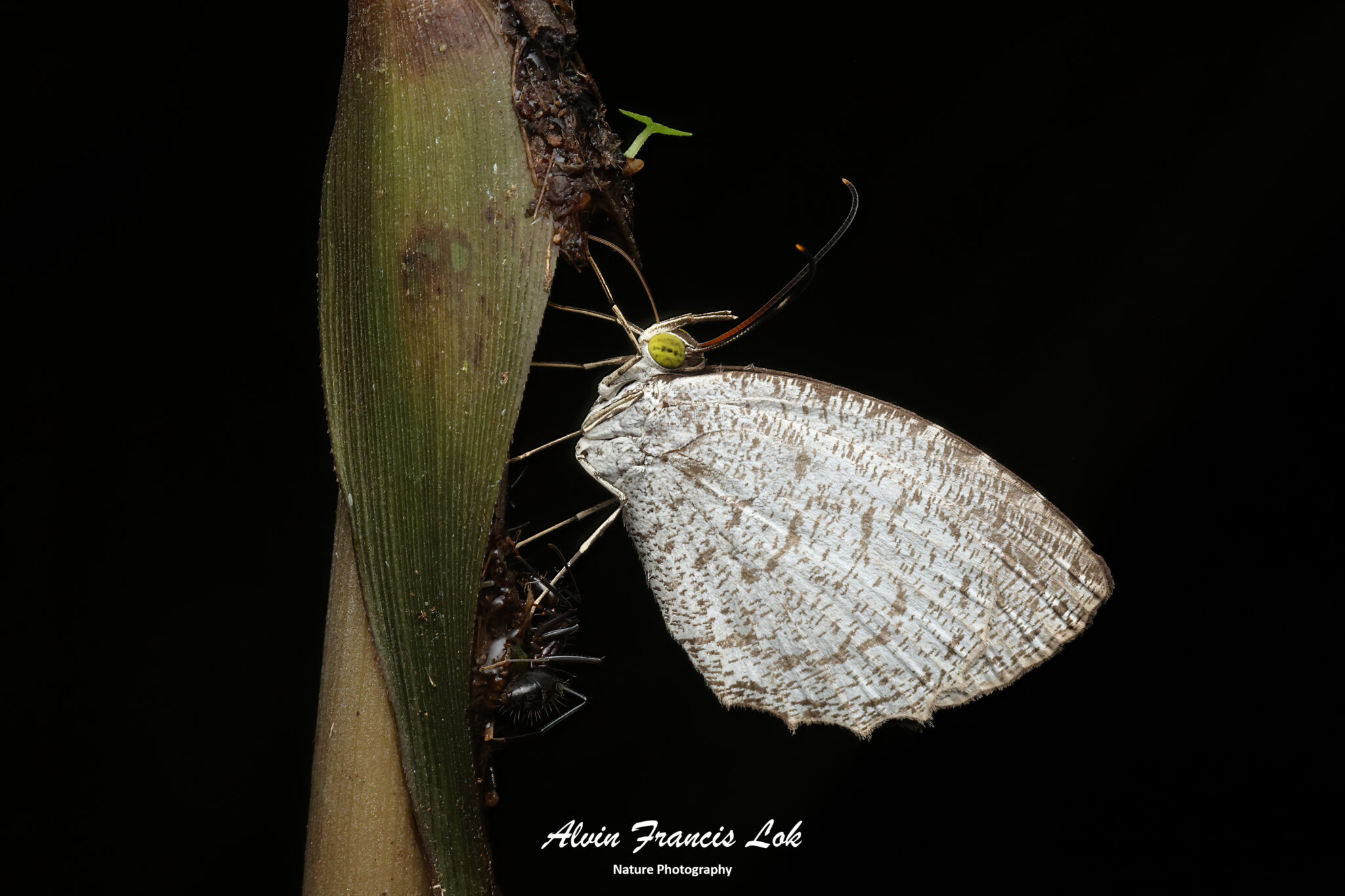 Family Lycaenidae (Gossamer-winged butterflies) - Biodiversity (Singapore)