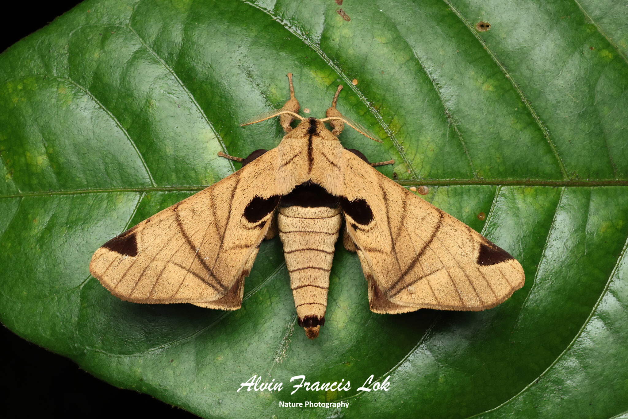 Lepidoptera (Butterflies and Moths) - Biodiversity (Singapore)