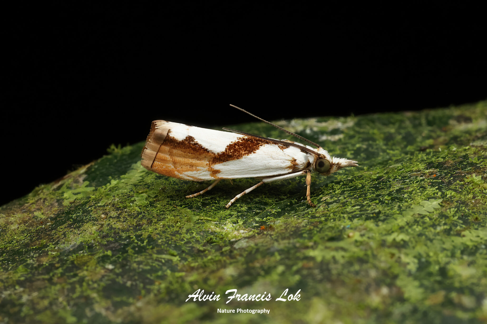 Family Crambidae (Crambid snout moths) - Biodiversity (Singapore)