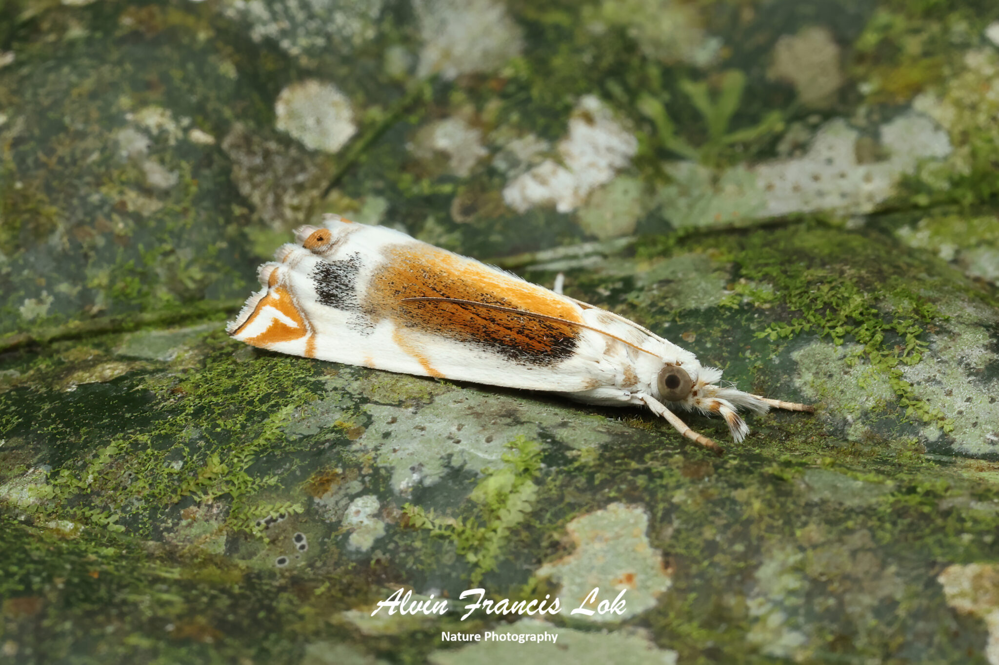 Family Crambidae (Crambid snout moths) - Biodiversity (Singapore)