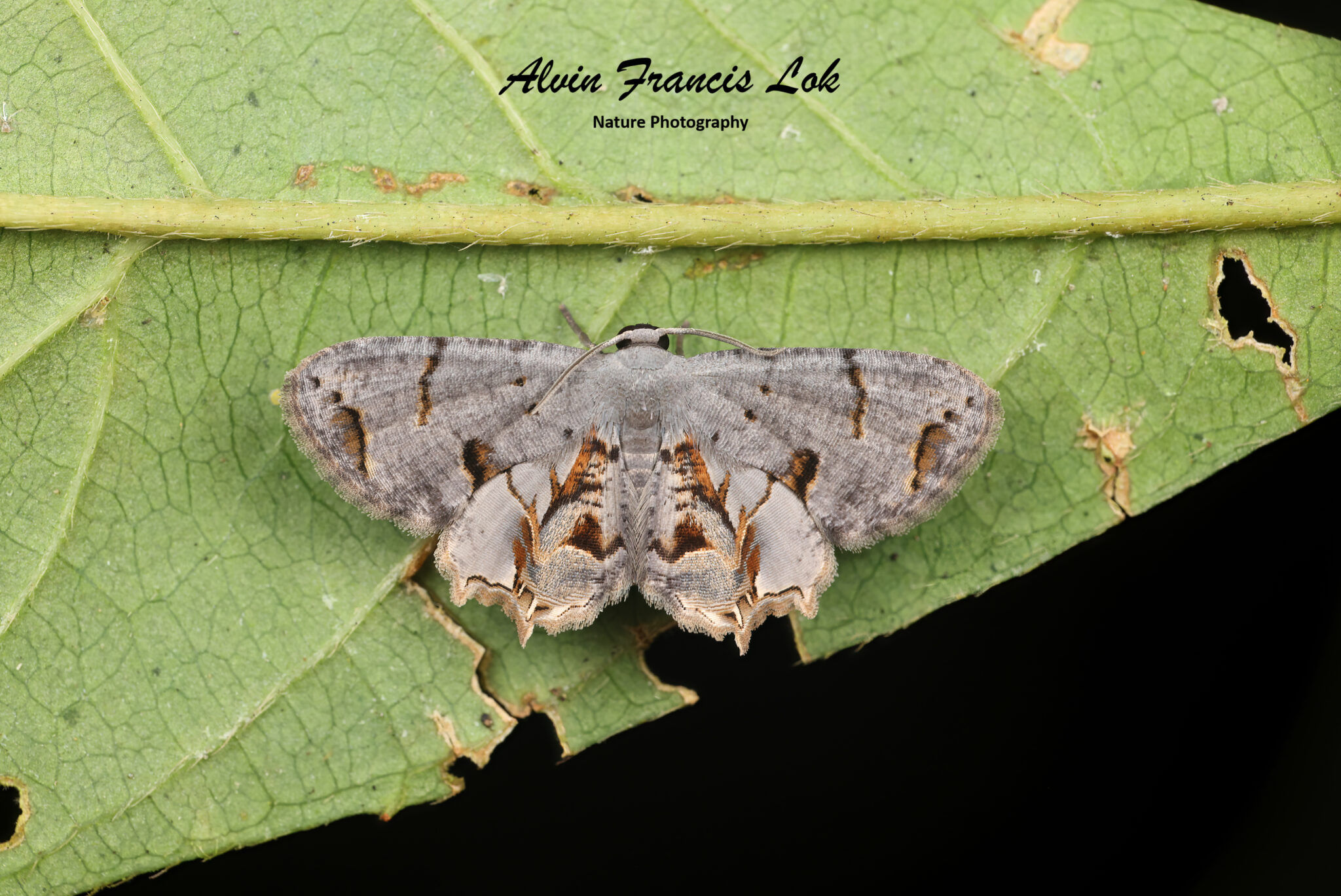 Family Uraniidae (Swallowtail moths) - Biodiversity (Singapore)