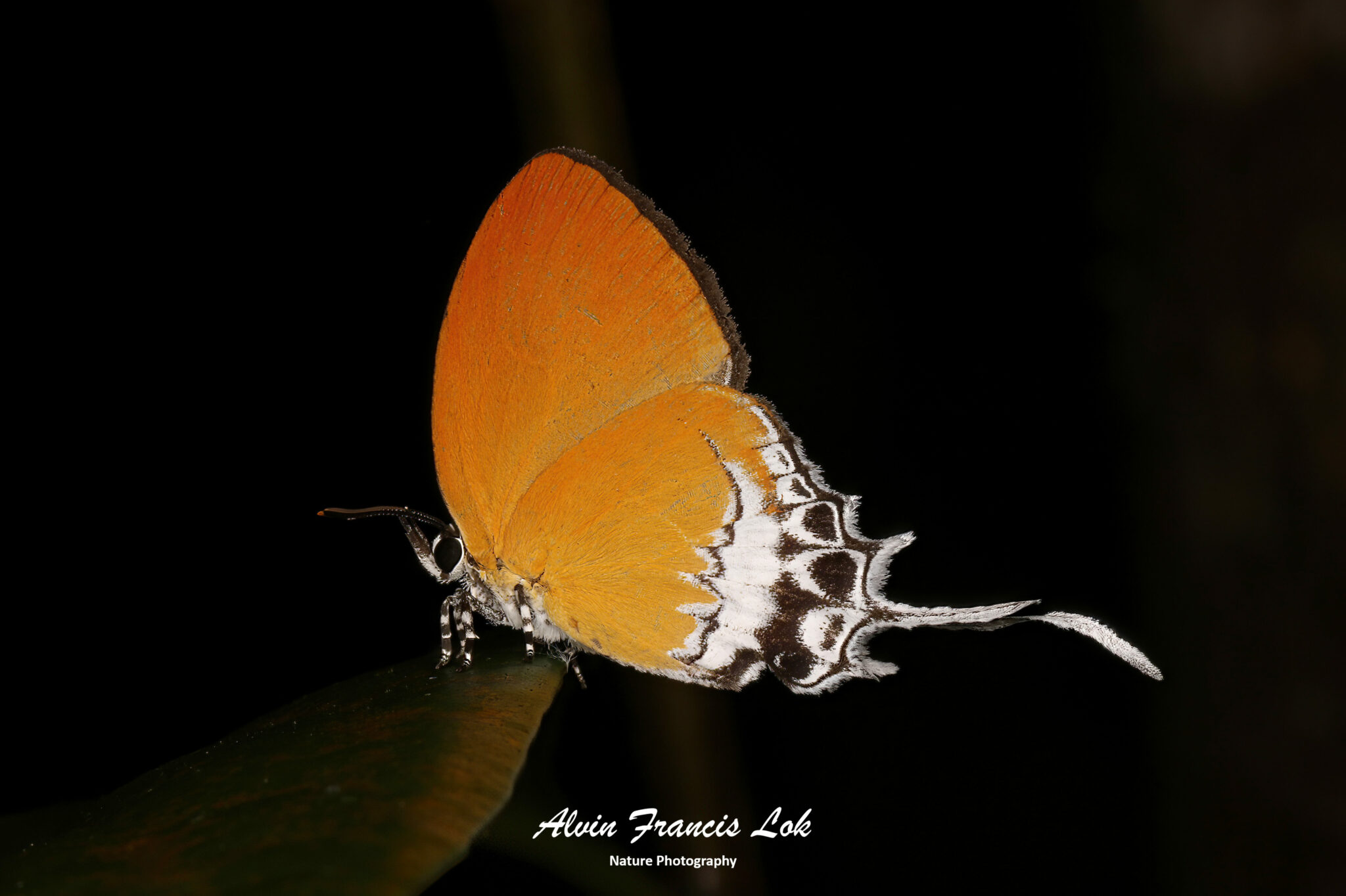 Family Lycaenidae (Gossamer-winged butterflies) - Biodiversity (Singapore)