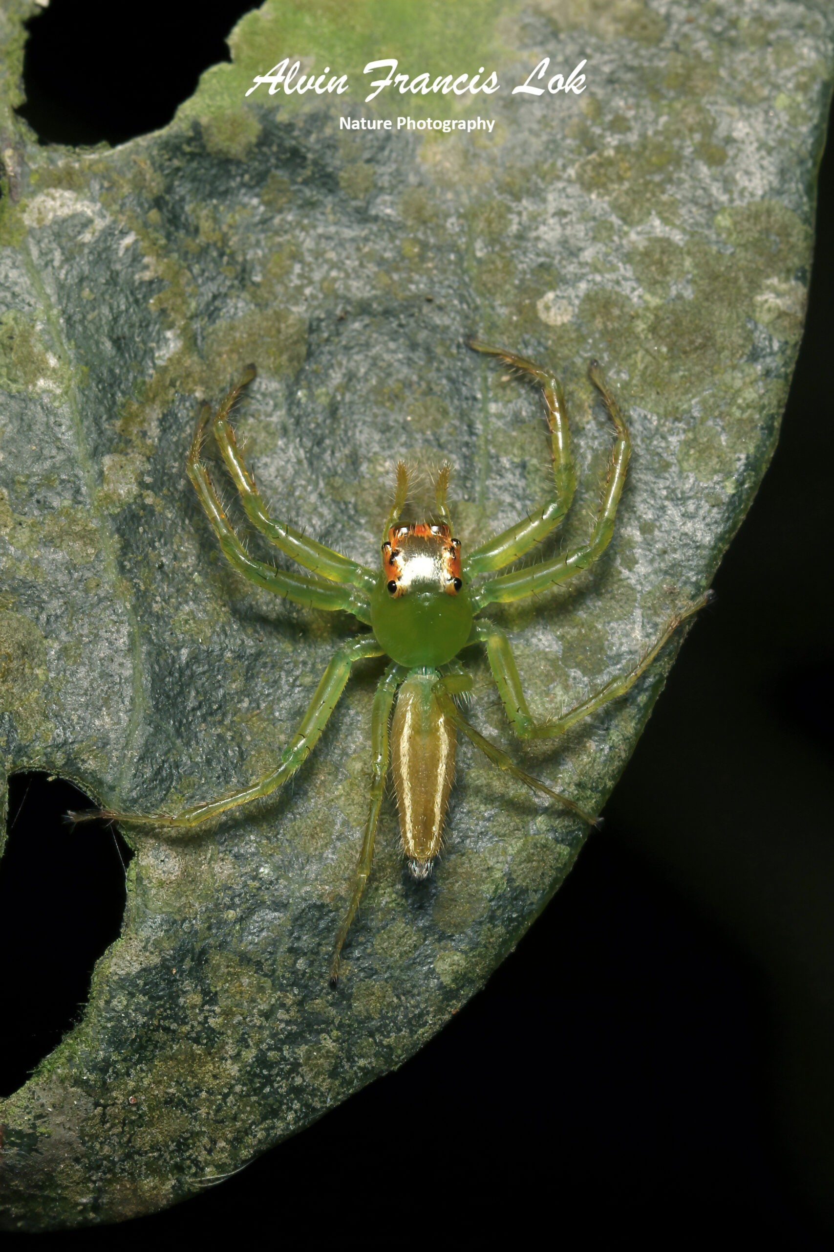 Epeus-sp.-Singapore-086A1299 - Biodiversity (Singapore)