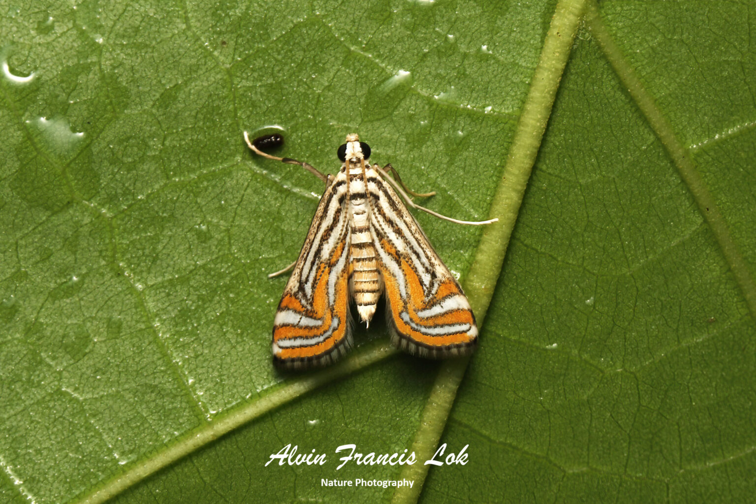 Family Crambidae (Crambid snout moths) - Biodiversity (Singapore)