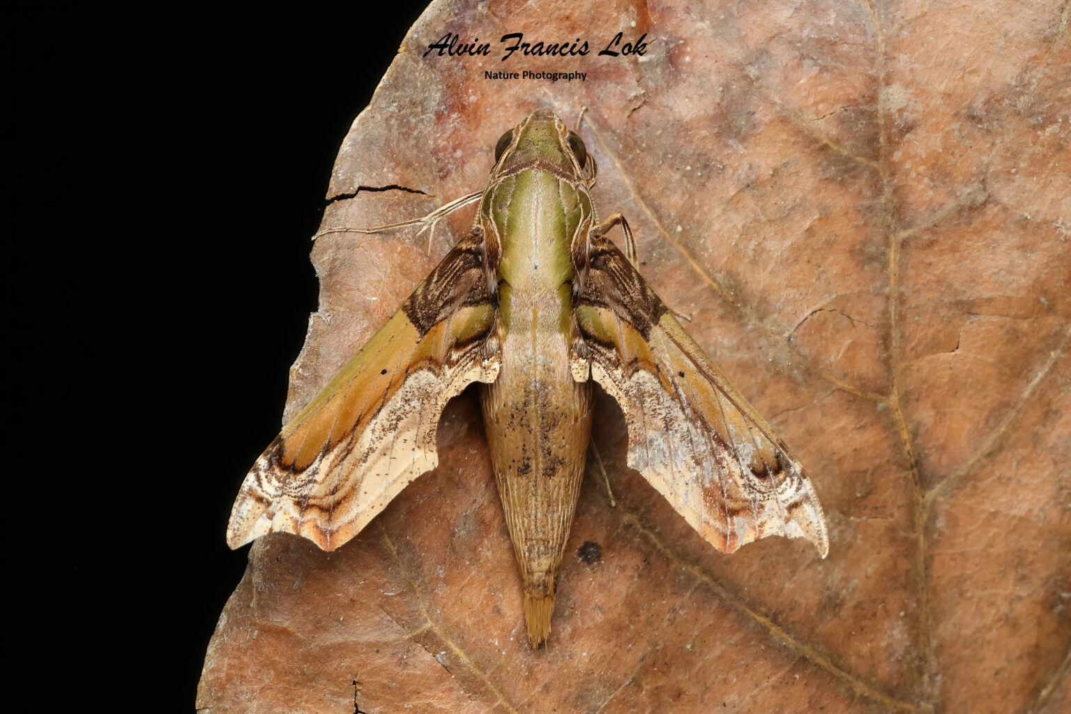 Family Sphingidae (Hawk moths) - Biodiversity (Singapore)