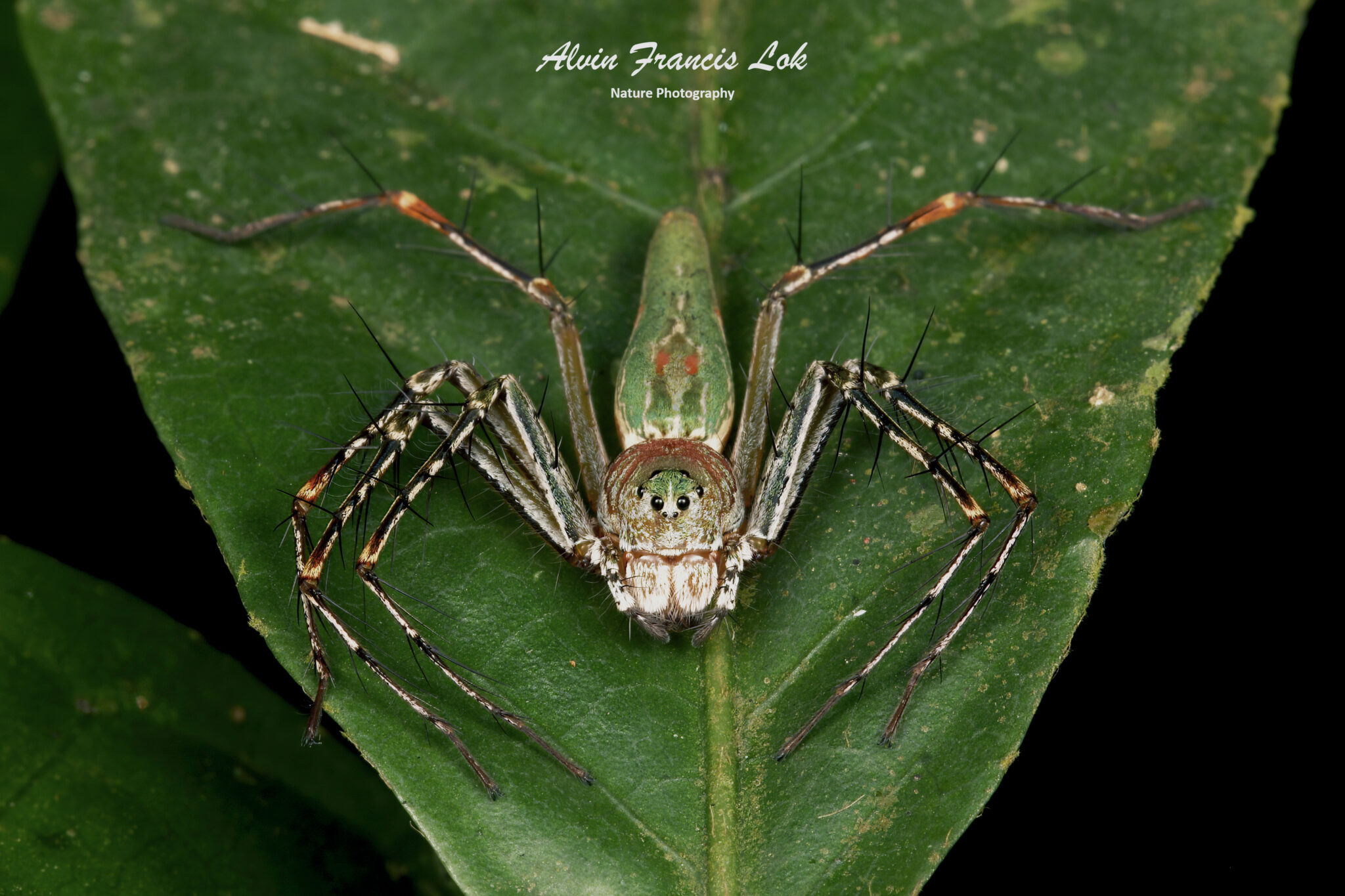 Family Oxyopidae (Lynx Spiders) - Biodiversity (Singapore)