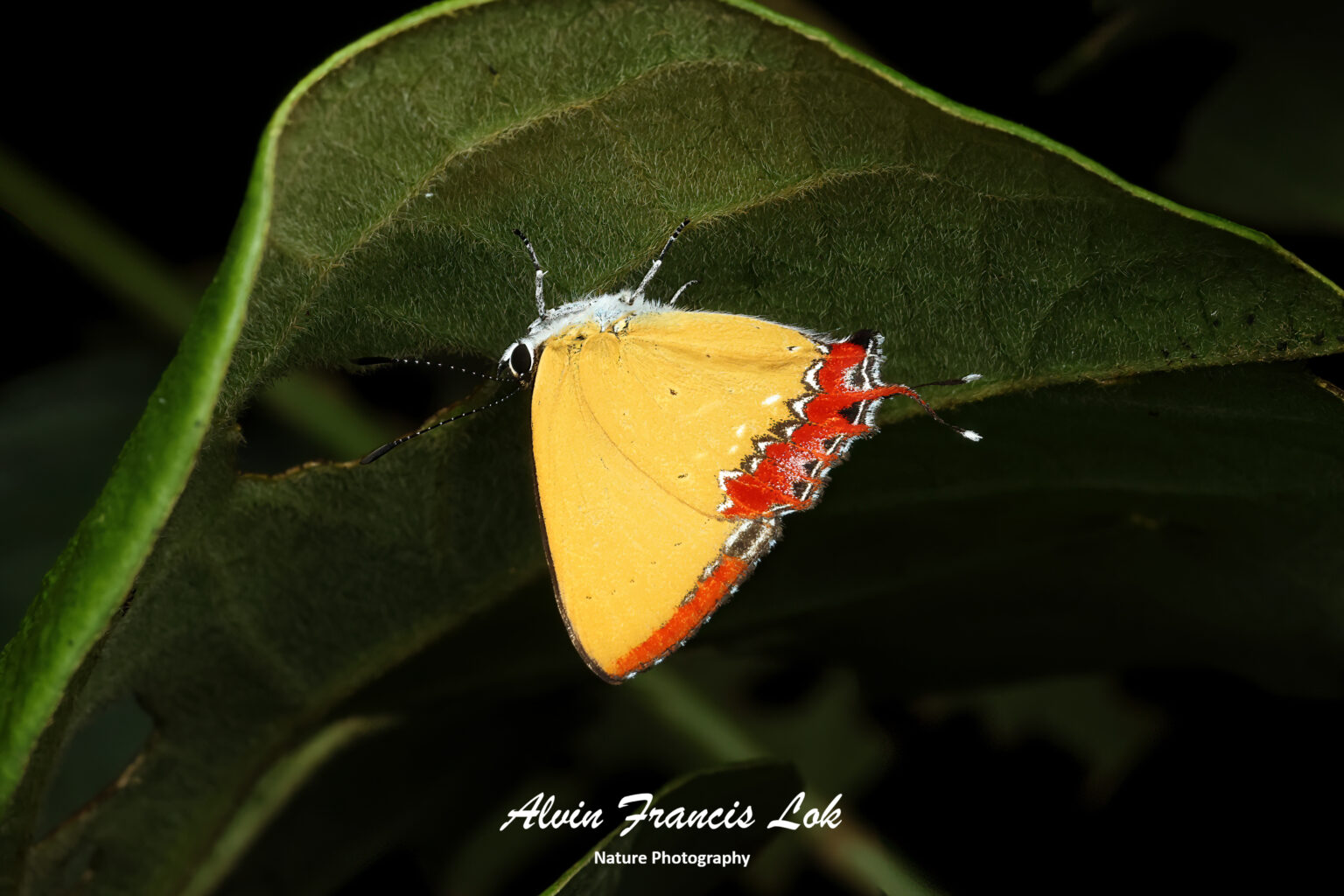 Family Lycaenidae (Gossamer-winged butterflies) - Biodiversity (Singapore)