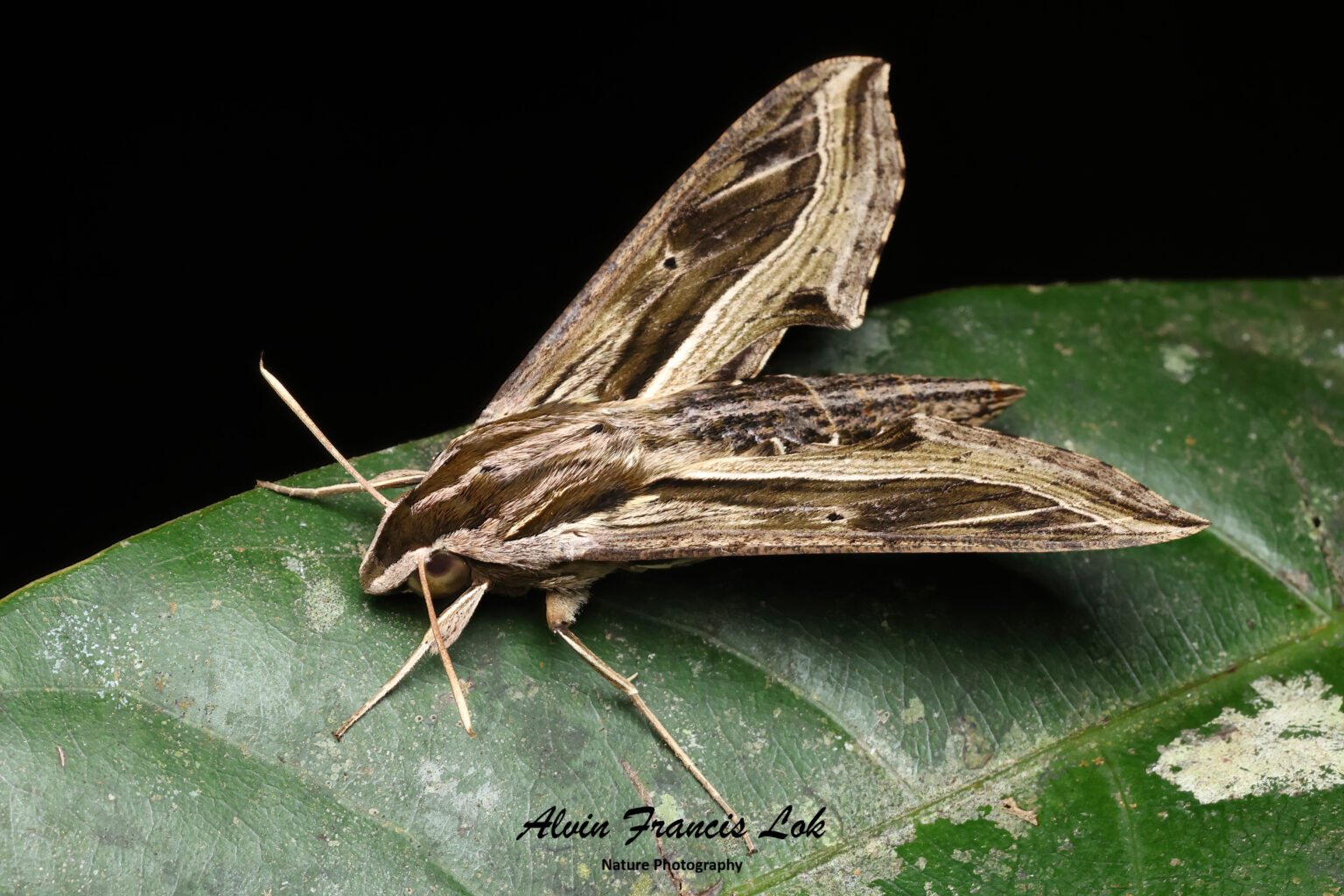 Family Sphingidae (Hawk moths) - Biodiversity (Singapore)