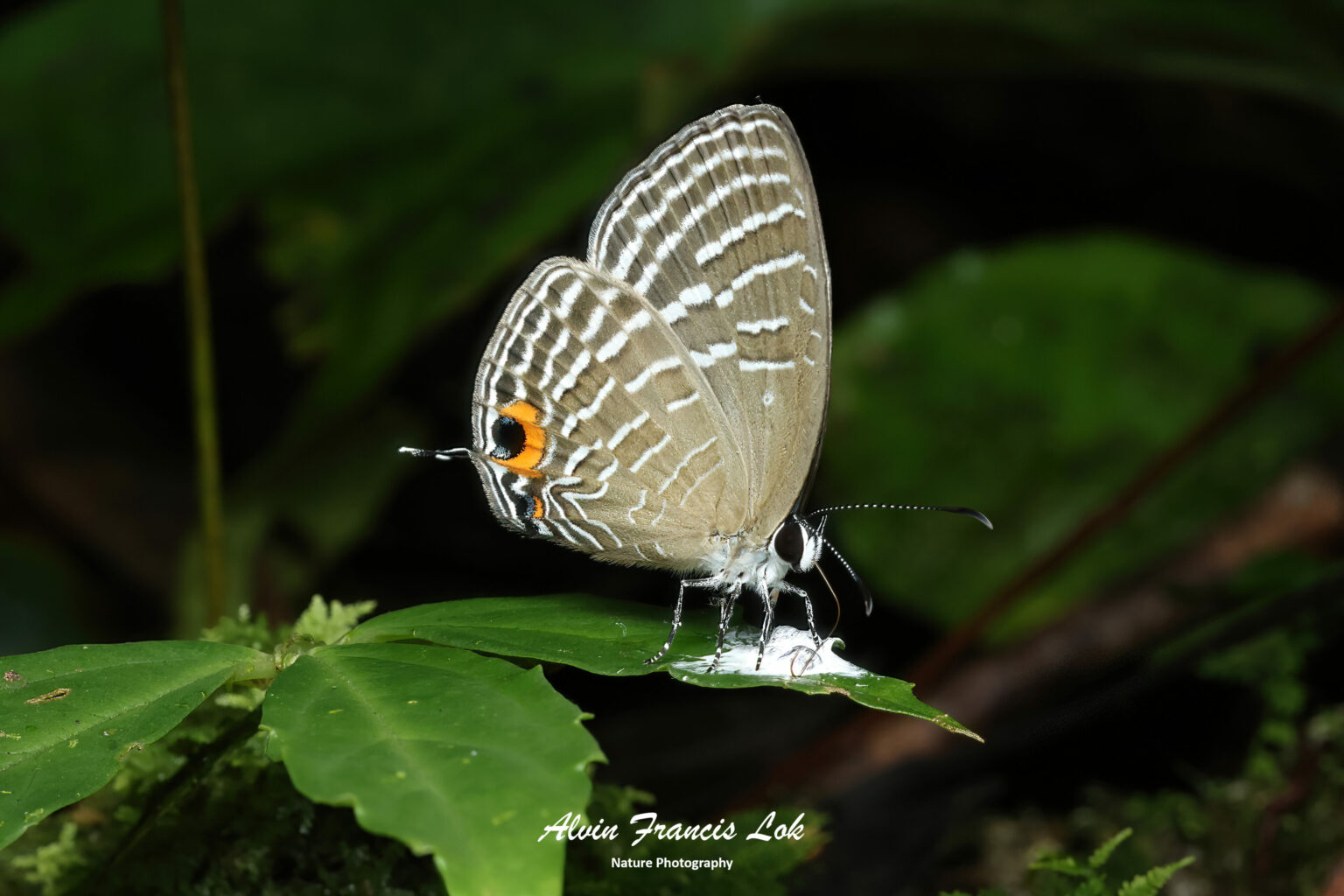 Family Lycaenidae (Gossamer-winged butterflies) - Biodiversity (Singapore)