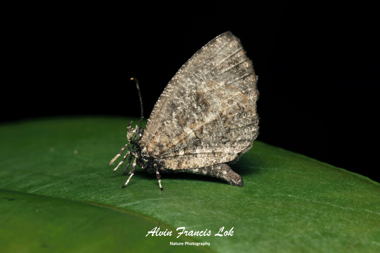 Family Lycaenidae (Gossamer-winged butterflies) - Biodiversity (Singapore)