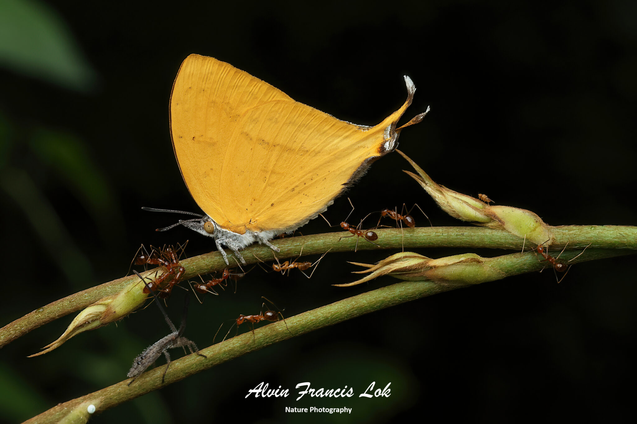 Family Lycaenidae (Gossamer-winged butterflies) - Biodiversity (Singapore)