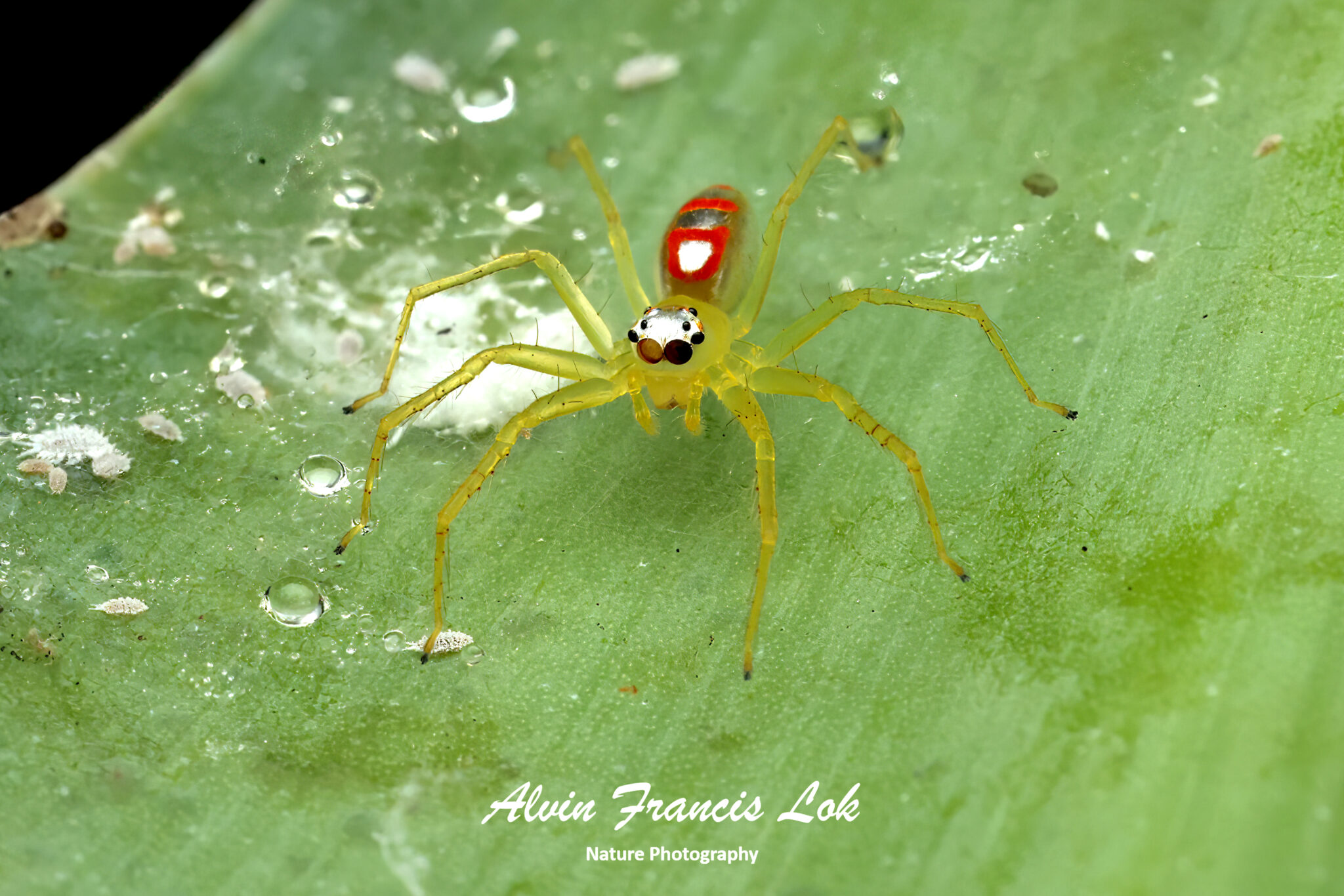 Family Salticidae (Jumping Spiders) - Biodiversity (Singapore)