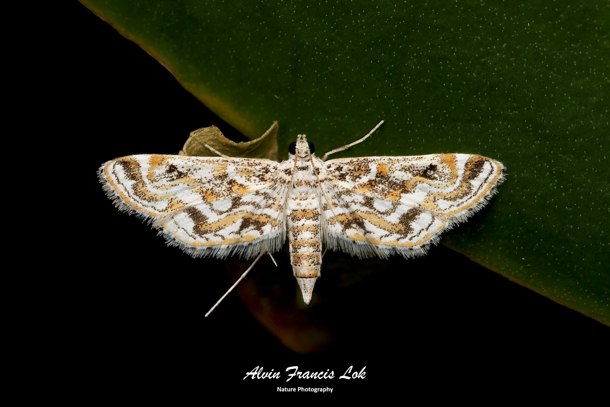 Family Crambidae (Crambid snout moths) - Biodiversity (Singapore)