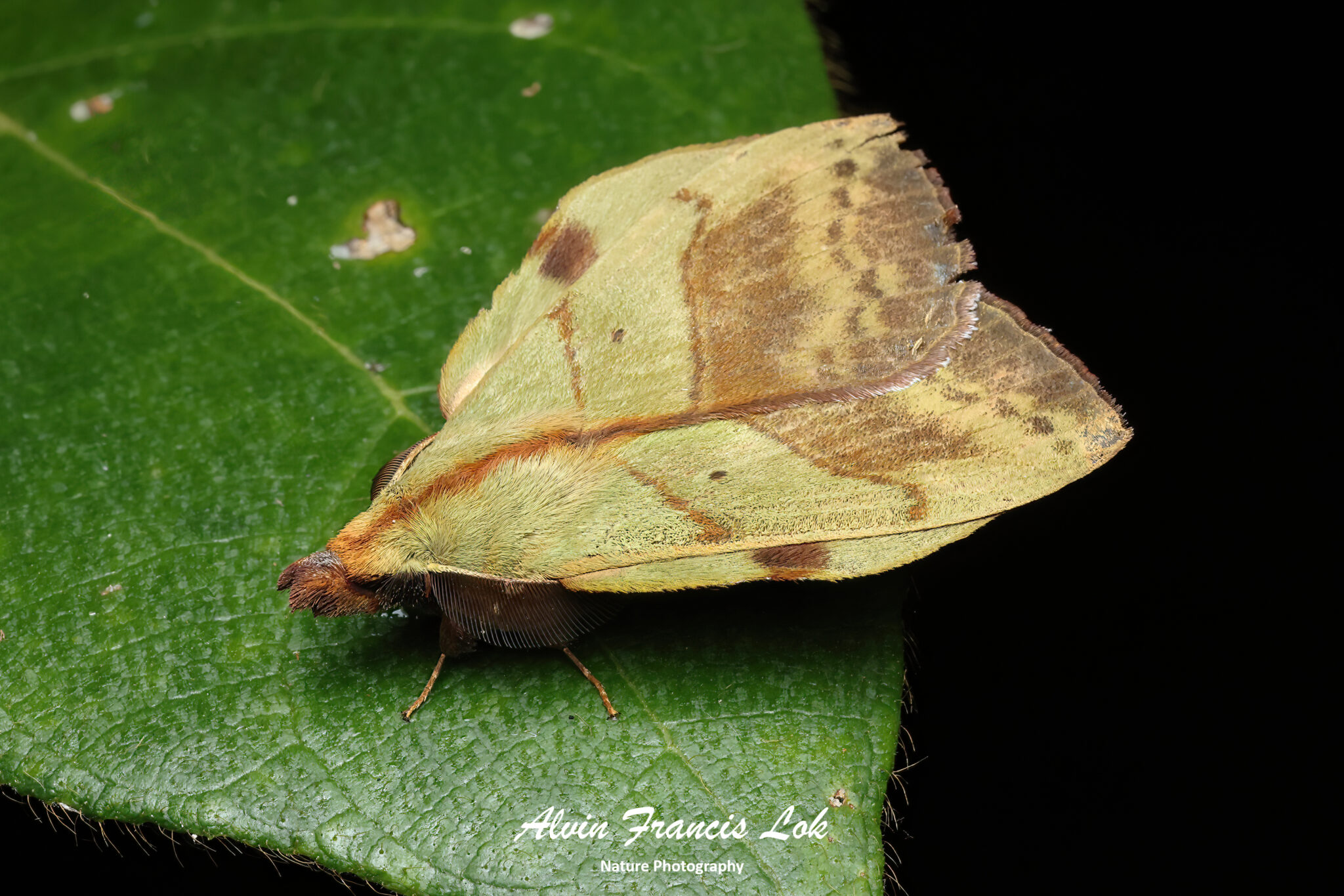 Family Lasiocampidae (Lappet moths) - Biodiversity (Singapore)
