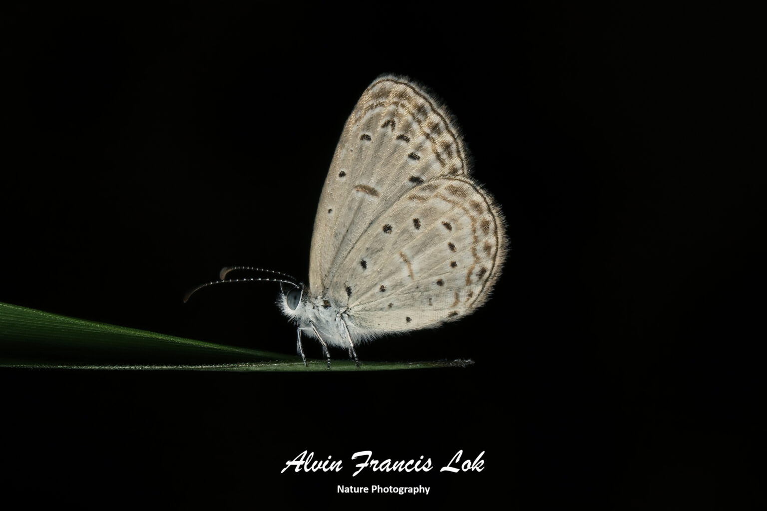Family Lycaenidae (Gossamer-winged butterflies) - Biodiversity (Singapore)