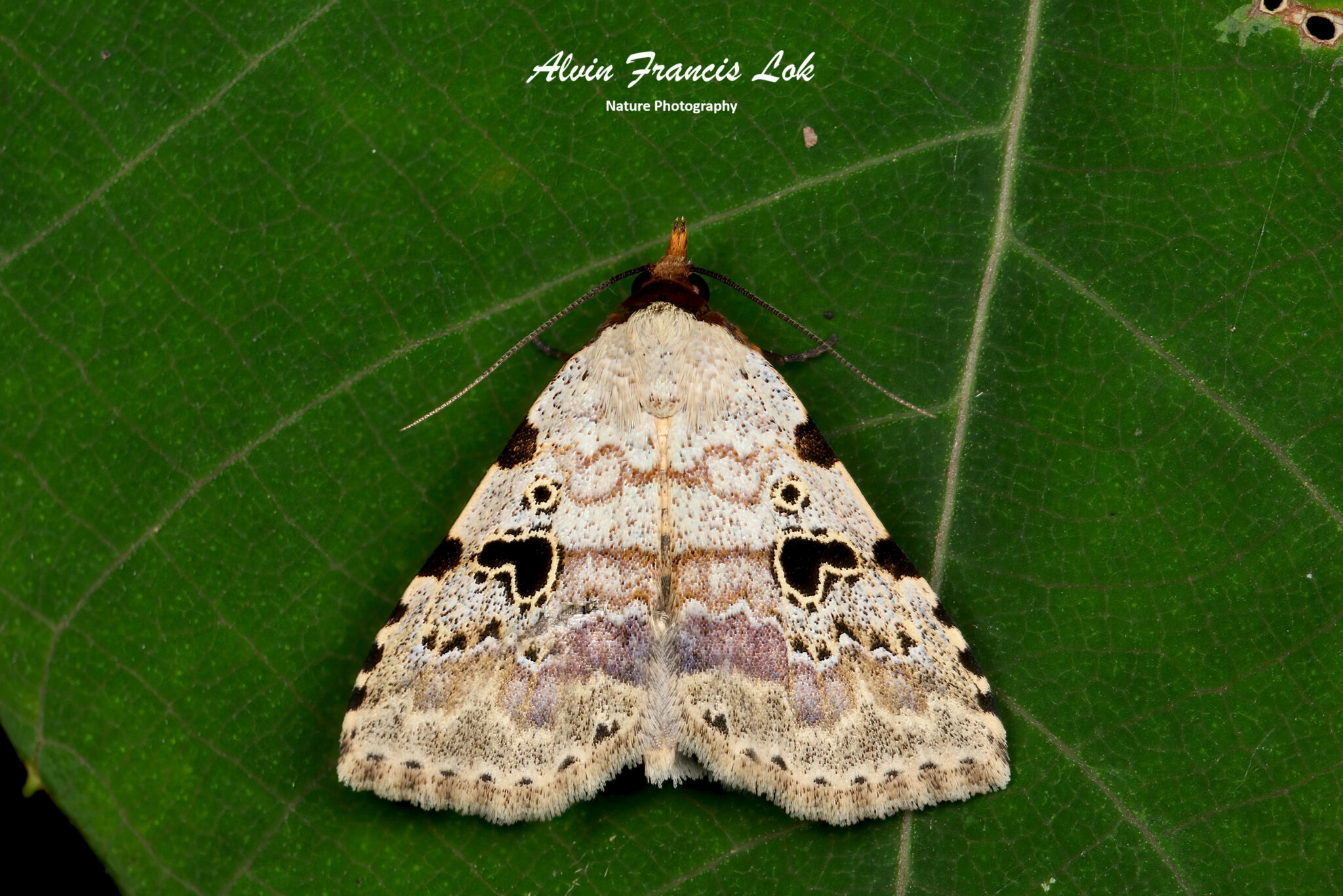 Family Erebidae (Underwing, Tiger, Tussock, and Allied Moths ...