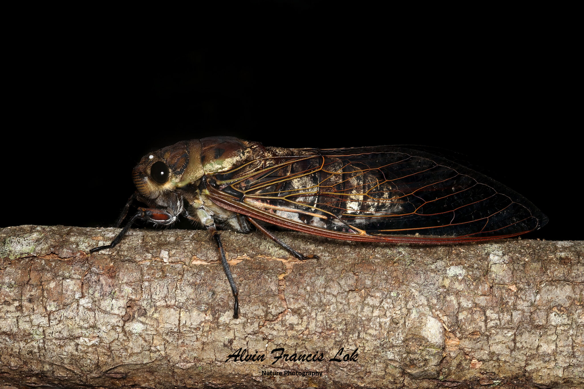 Family Cicadidae (Cicadas) - Biodiversity (Singapore)
