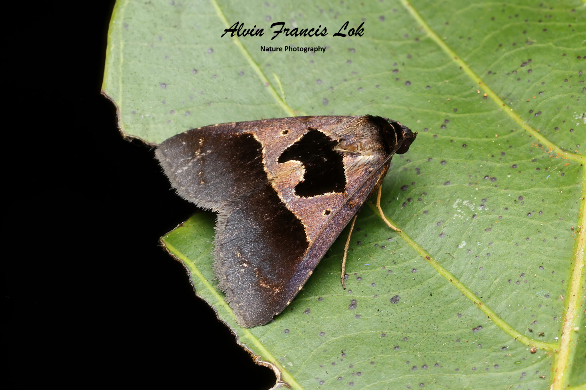 Family Erebidae (Underwing, Tiger, Tussock, and Allied Moths ...