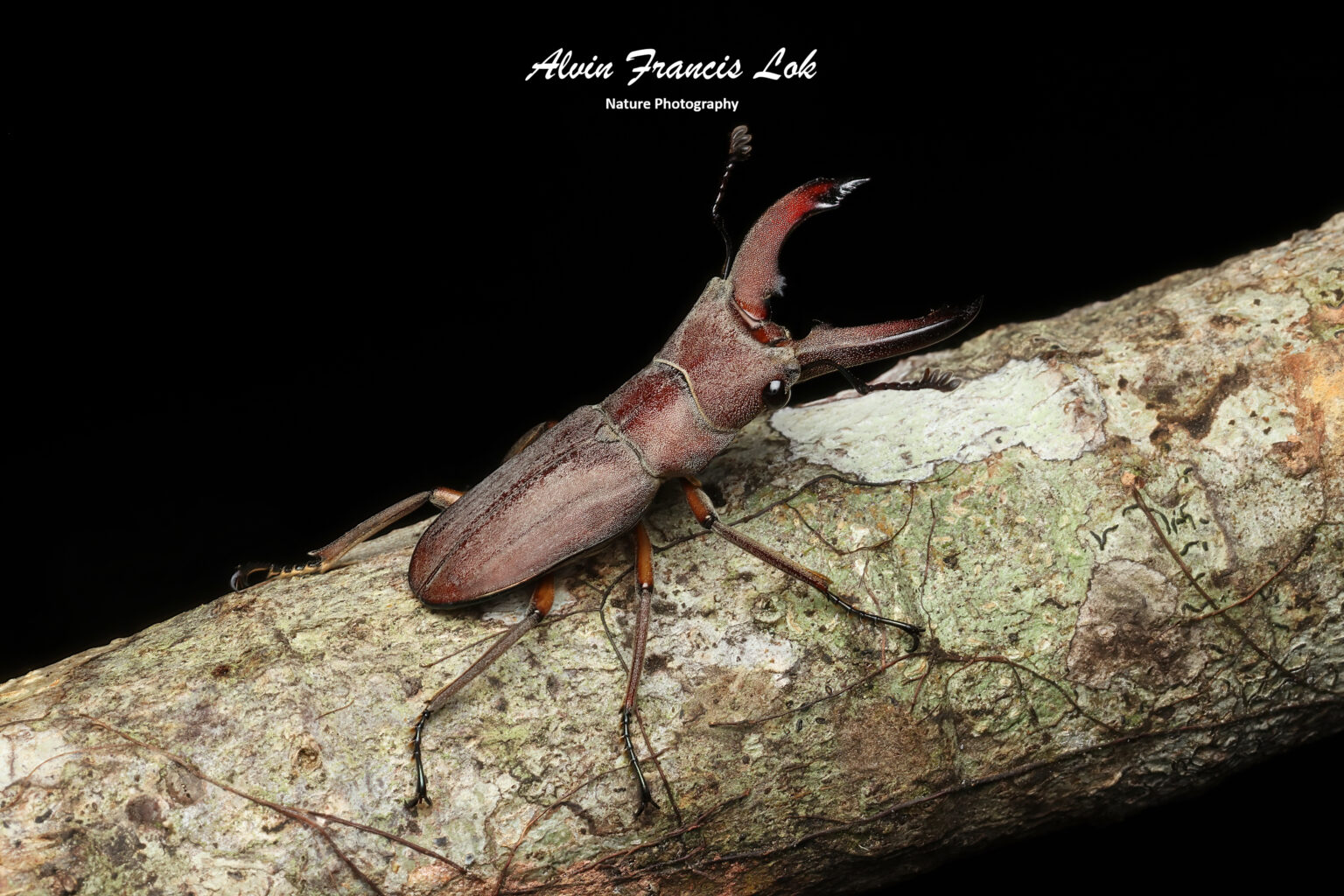 Family Lucanidae (Stag Beetles) - Biodiversity (Singapore)