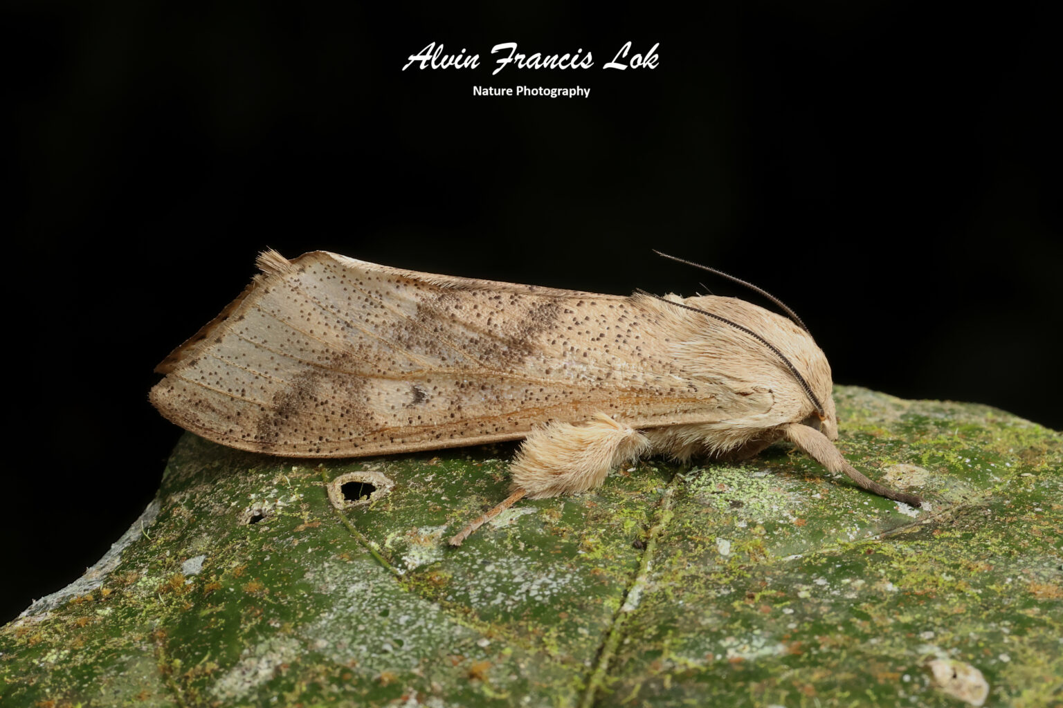 Family Crambidae (Crambid snout moths) - Biodiversity (Singapore)