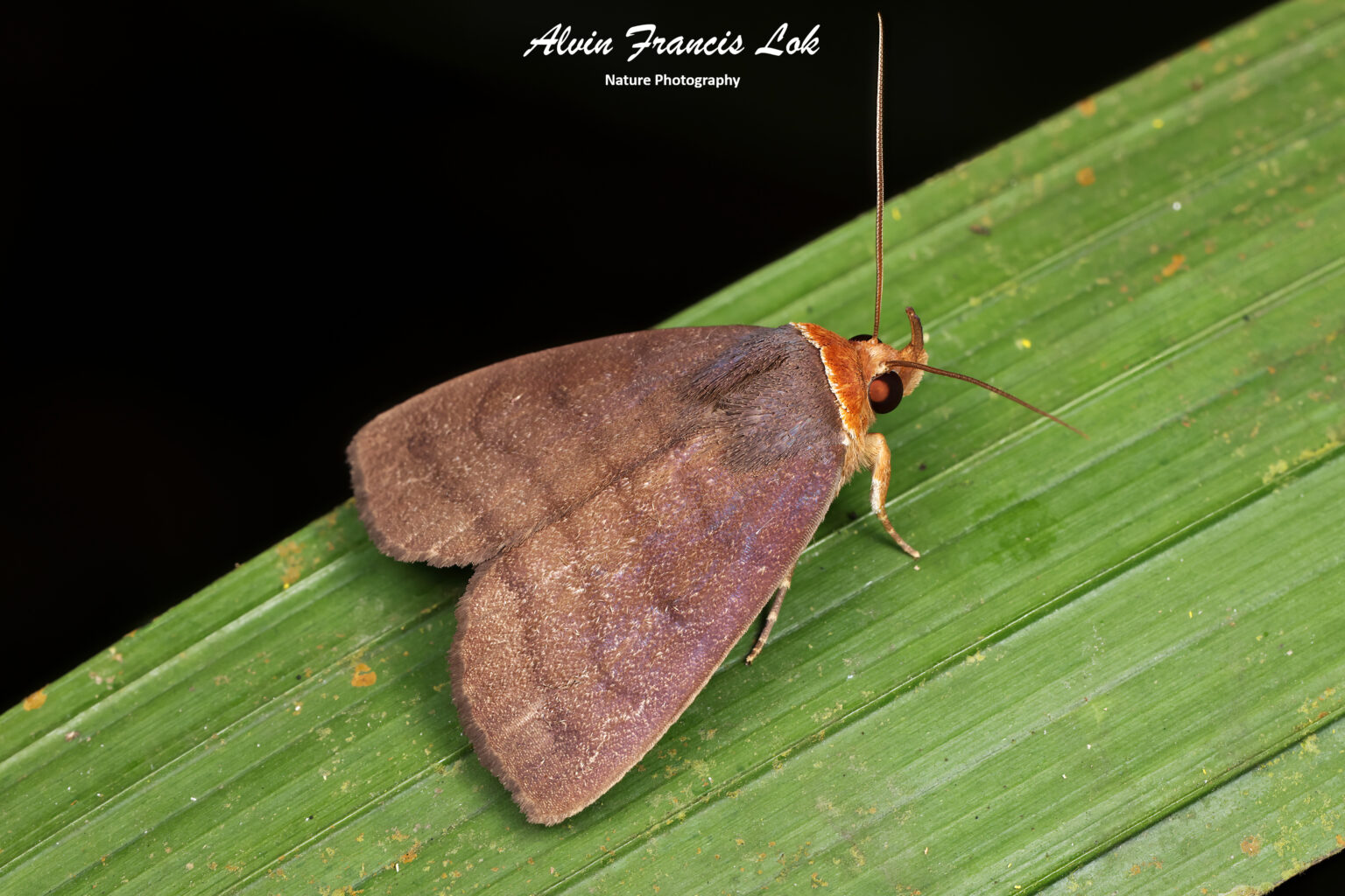 Family Erebidae (Underwing, Tiger, Tussock, and Allied Moths ...