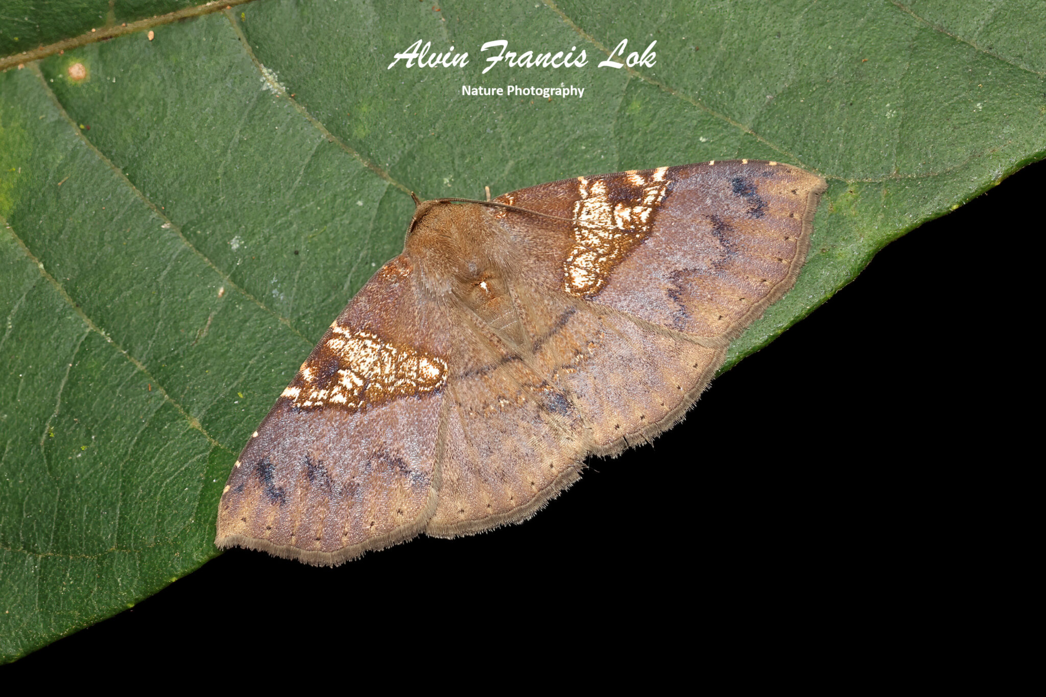Family Erebidae (Underwing, Tiger, Tussock, and Allied Moths ...
