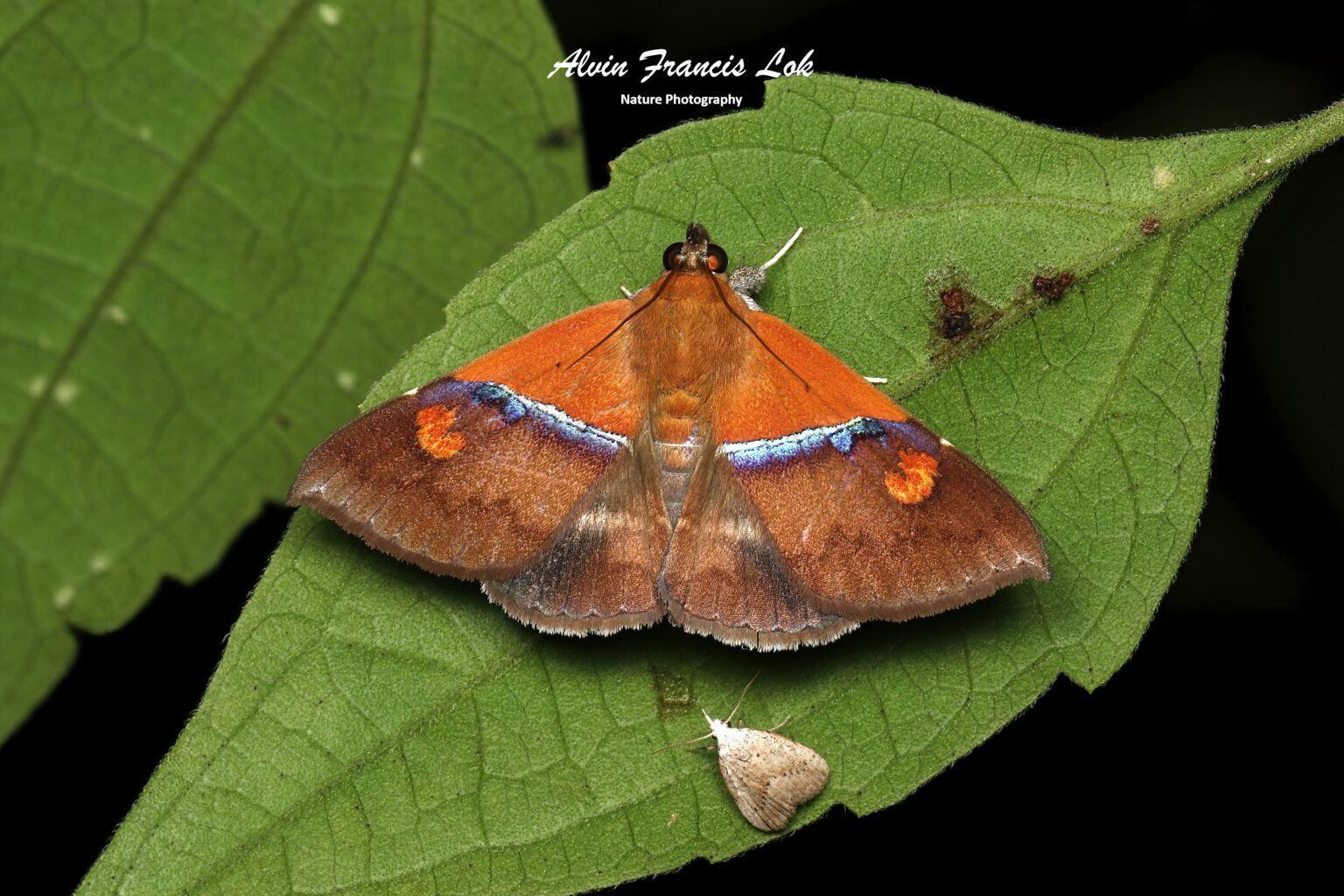 Family Erebidae (Underwing, Tiger, Tussock, and Allied Moths ...