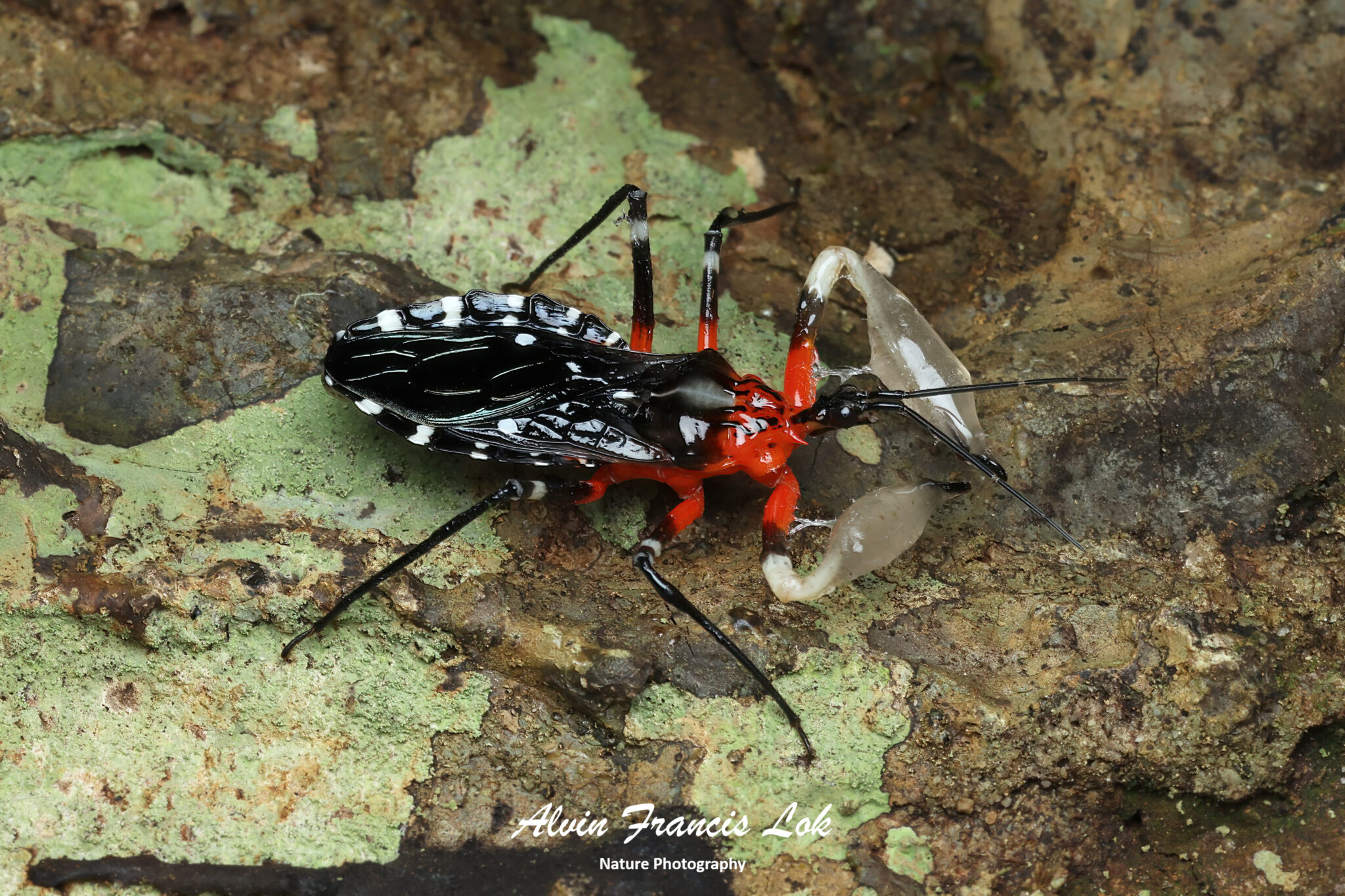 Family Reduviidae (Assassin Bugs) - Biodiversity (Singapore)