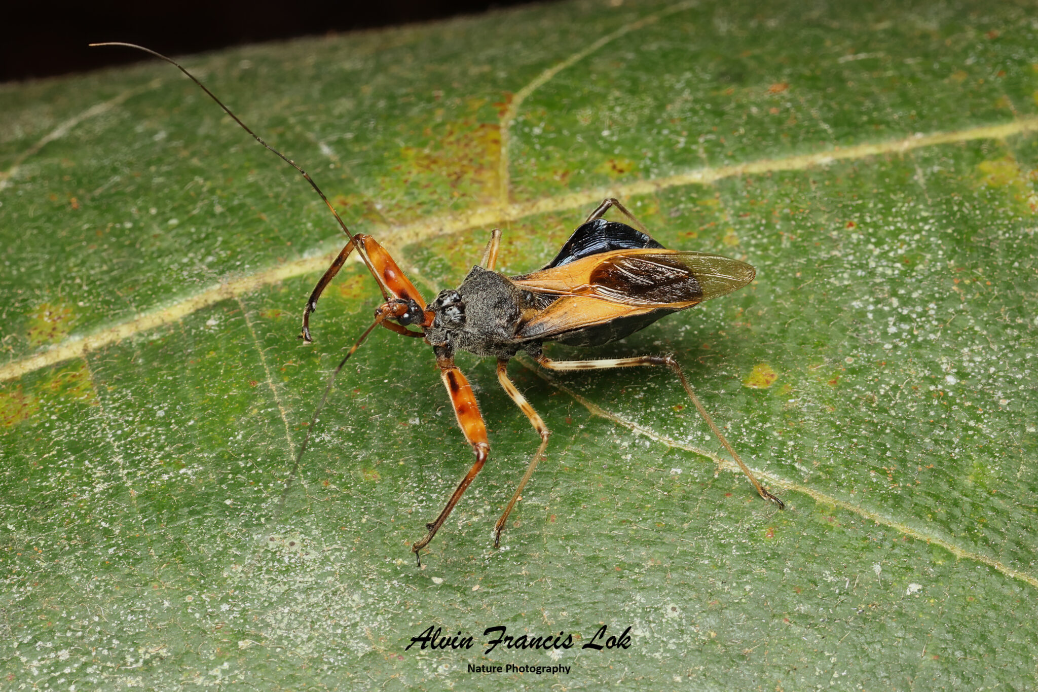 Family Reduviidae (Assassin Bugs) - Biodiversity (Singapore)