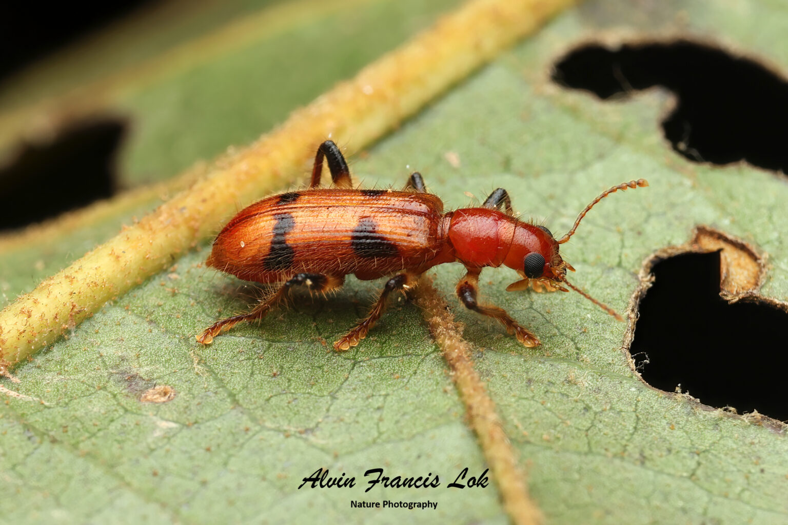 Family Cleridae (Checkered Beetles) - Biodiversity (Singapore)