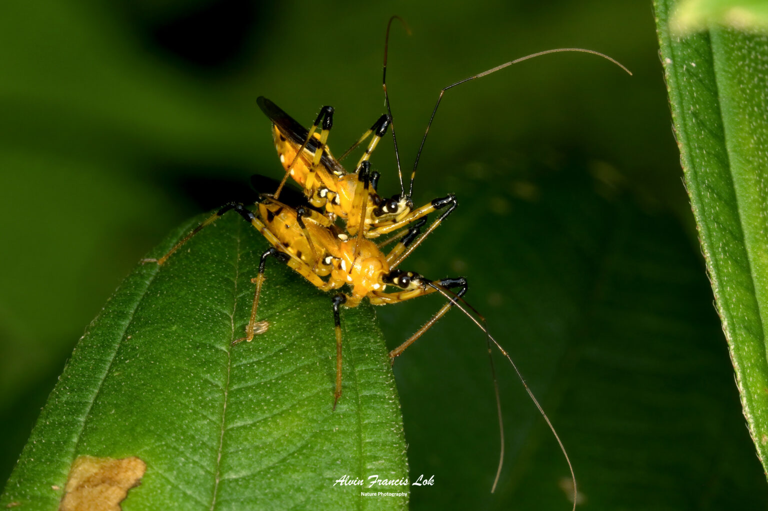 Family Reduviidae (Assassin Bugs) - Biodiversity (Singapore)
