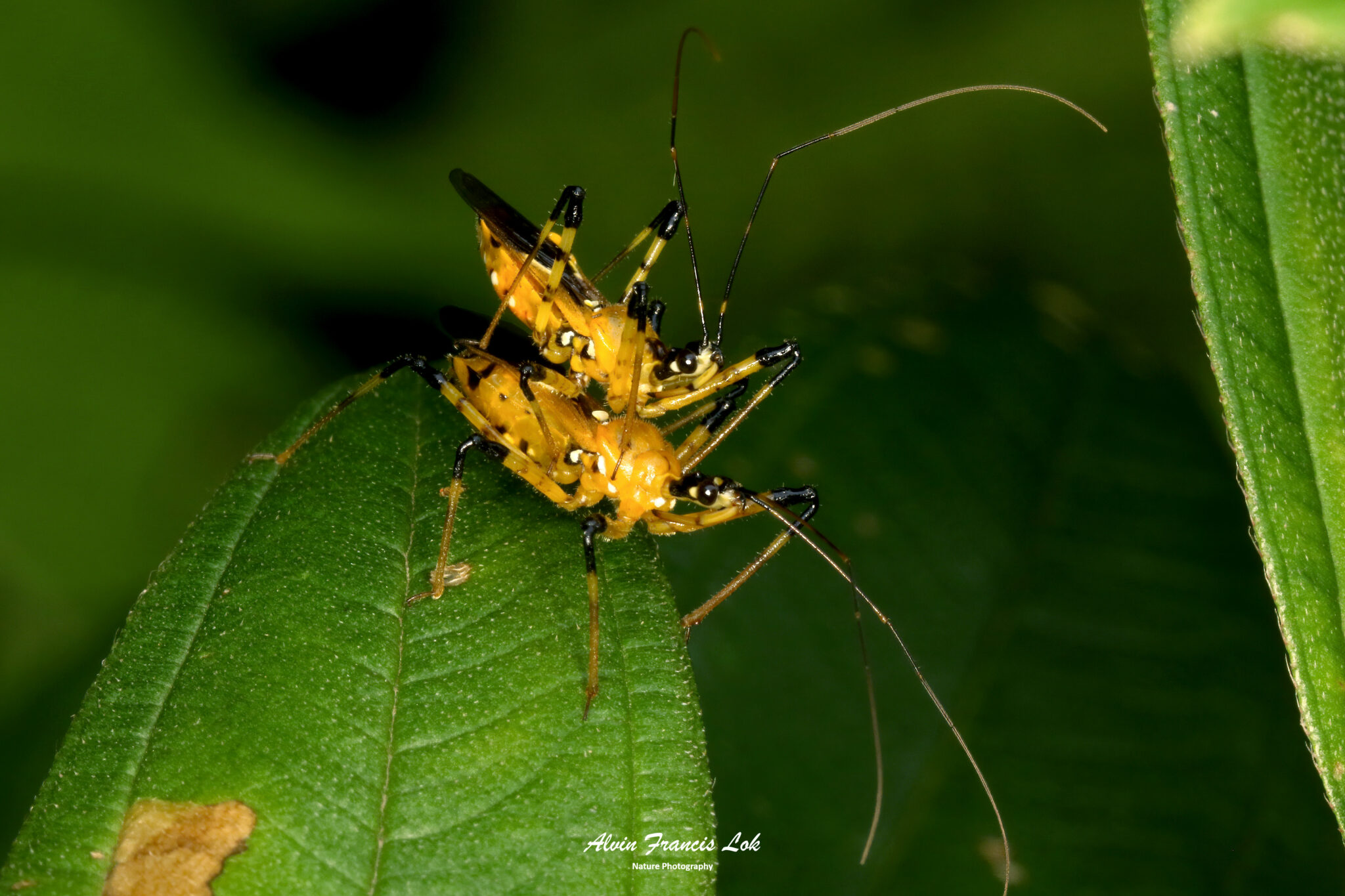 Family Reduviidae (Assassin Bugs) - Biodiversity (Singapore)