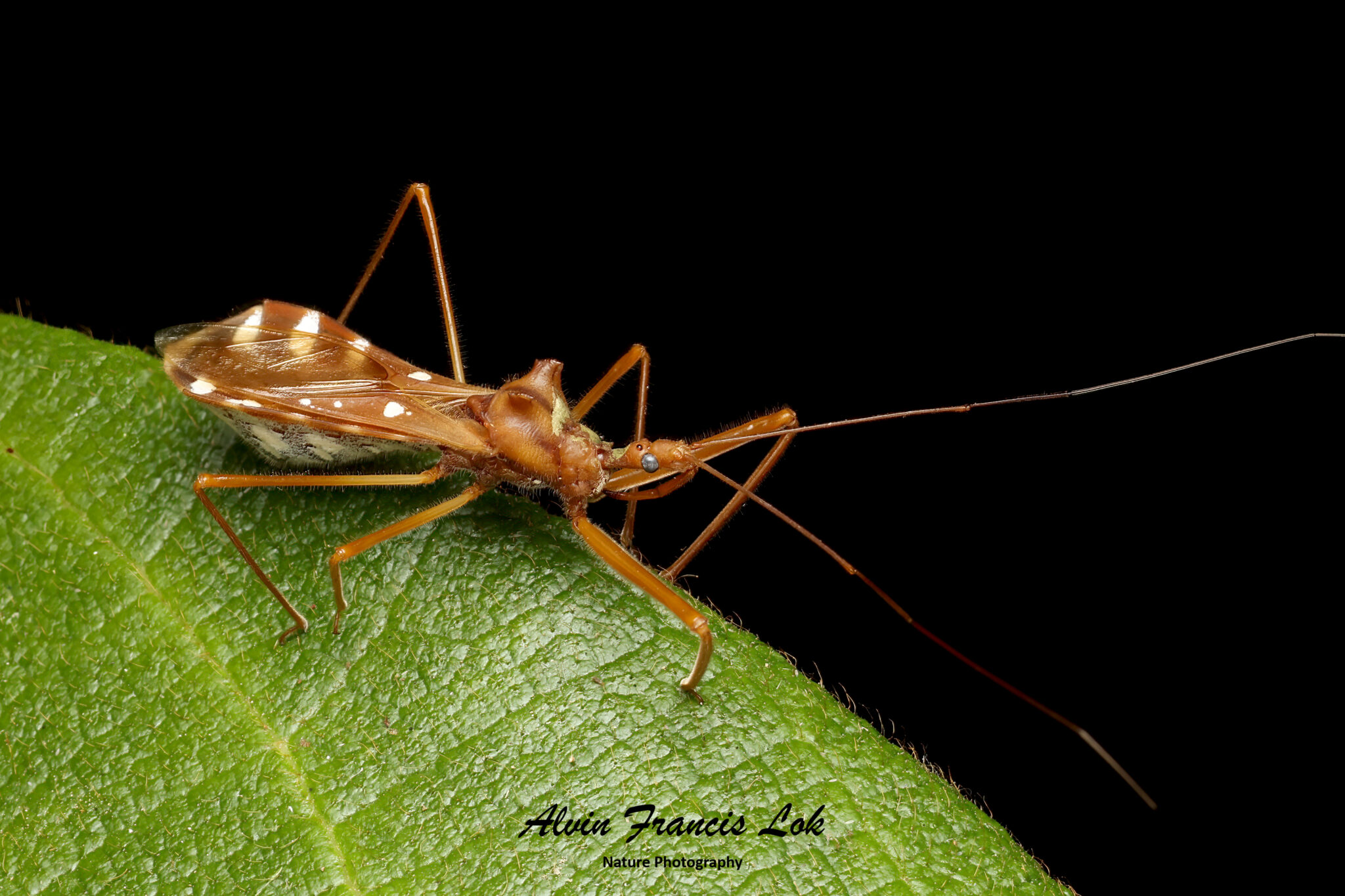 Family Reduviidae (Assassin Bugs) - Biodiversity (Singapore)