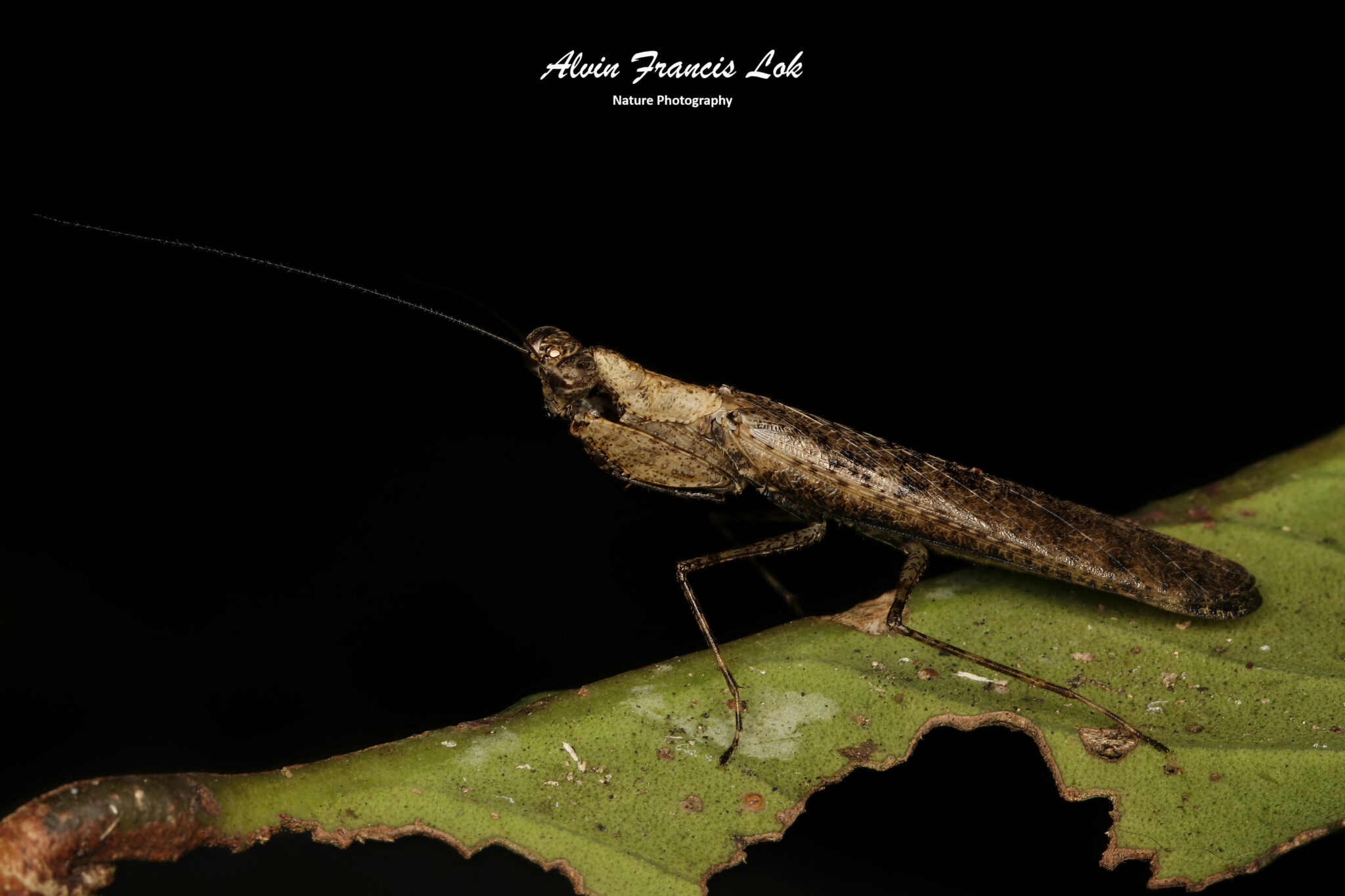 Mantoidea (Mantises) - Biodiversity (Singapore)