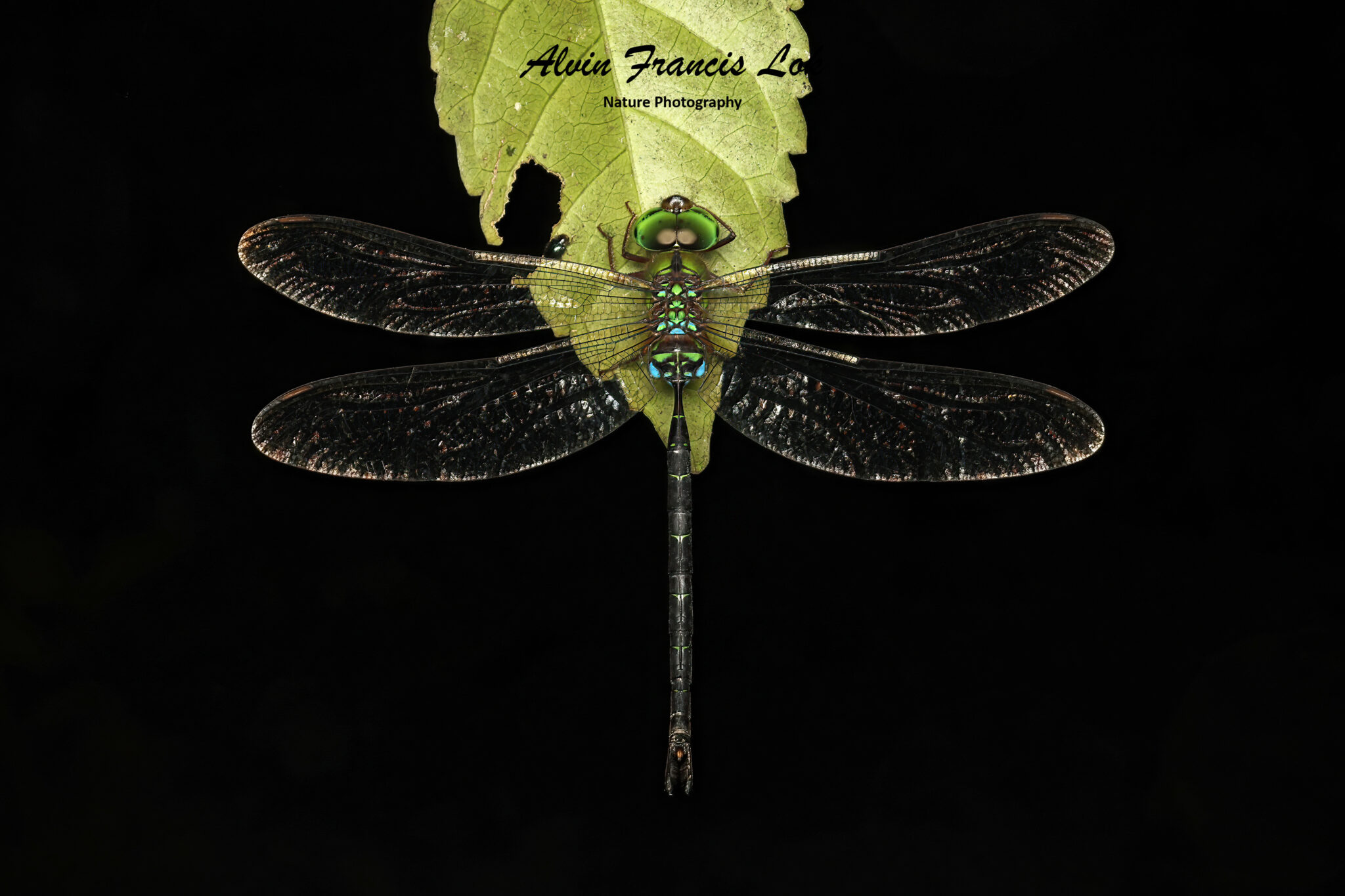 Odonata (Dragonflies & Damselflies) - Biodiversity (Singapore)