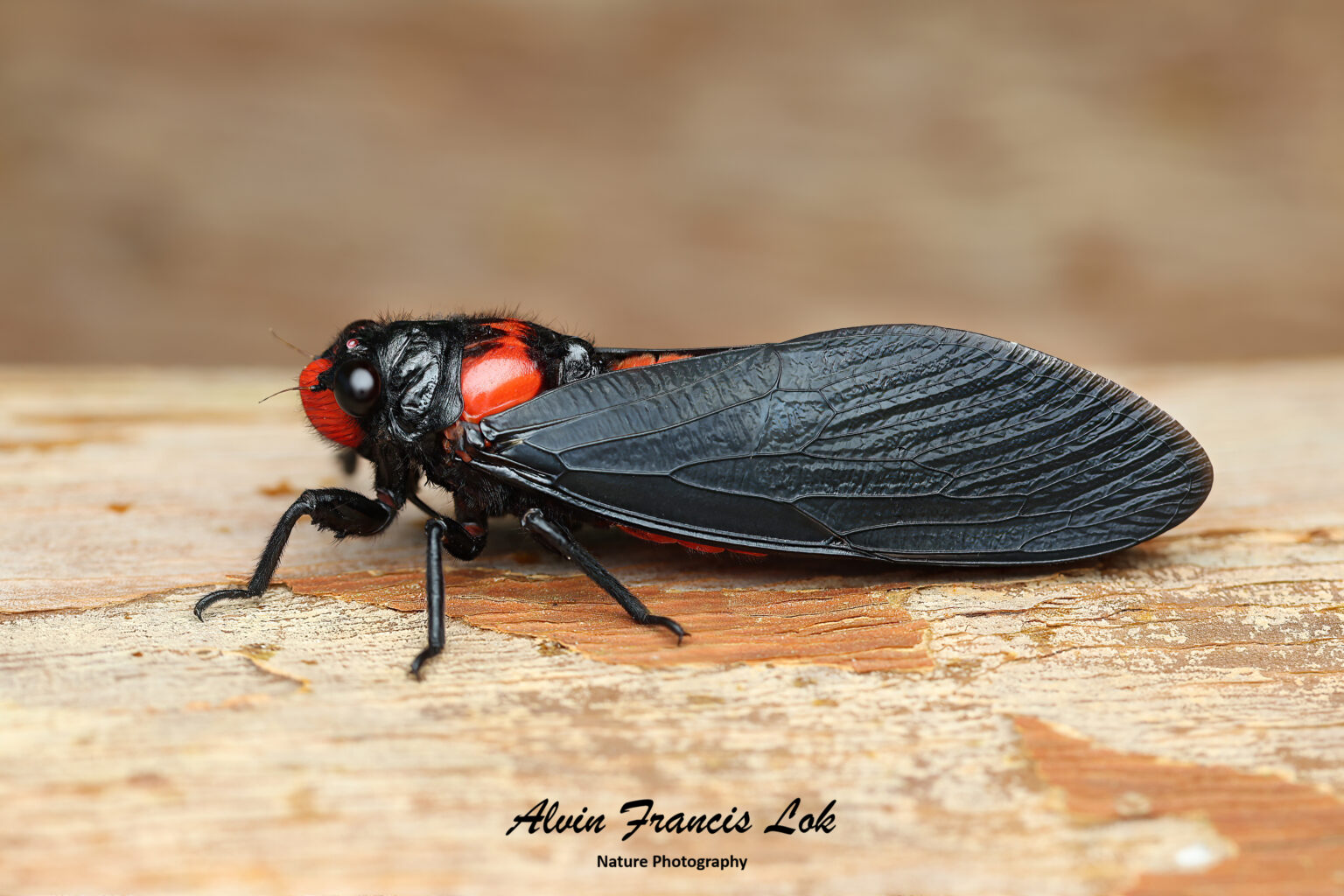 Family Cicadidae (Cicadas) - Biodiversity (Singapore)
