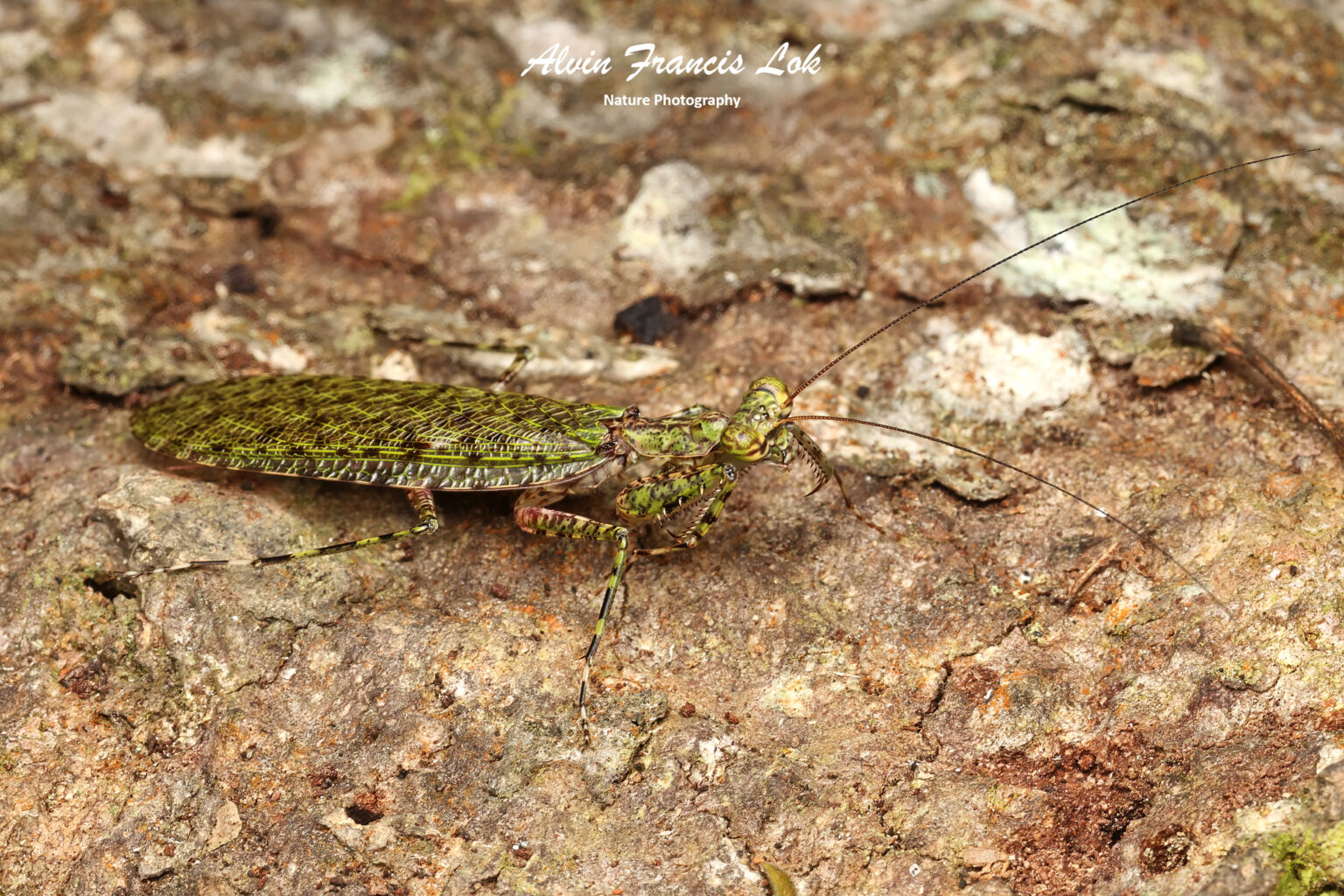 Mantoidea (Mantises) - Biodiversity (Singapore)