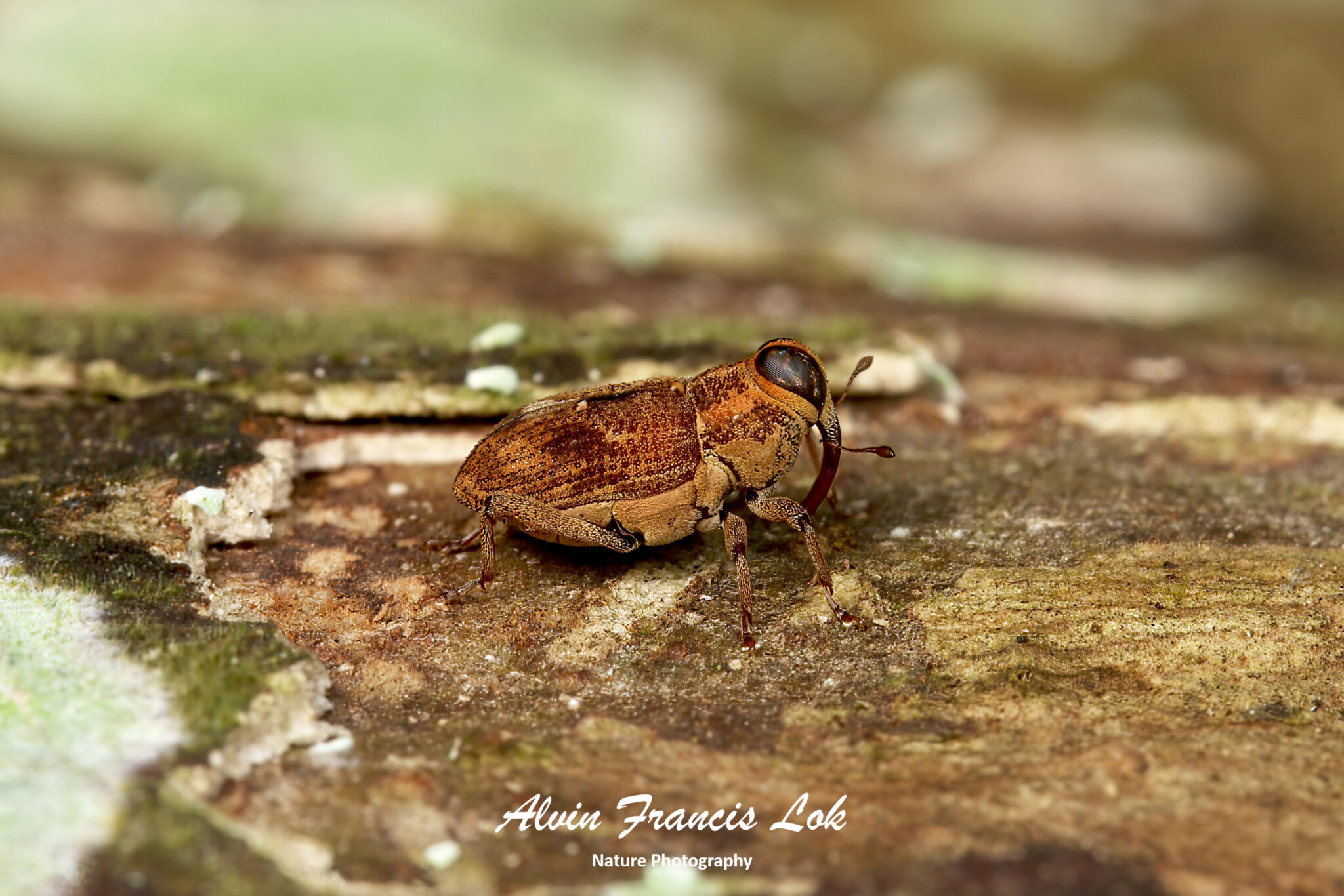 Family Curculionidae (Snout Beetle Weevil) - Biodiversity (Singapore)