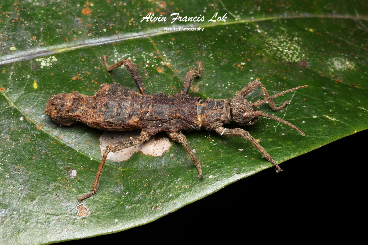 Phasmatodea Stick Leaf Insects Biodiversity Singapore