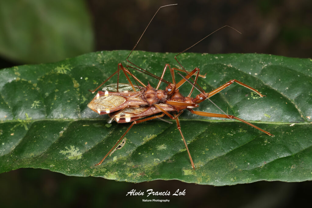 Family Reduviidae (Assassin Bugs) - Biodiversity (Singapore)